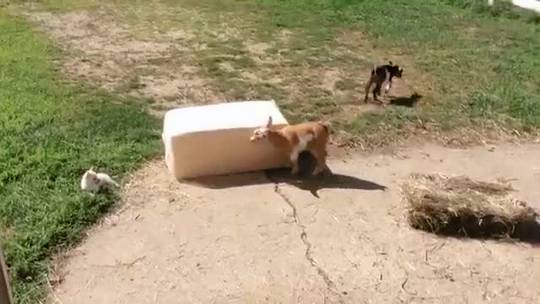 Two goats and a dog | Scrolller