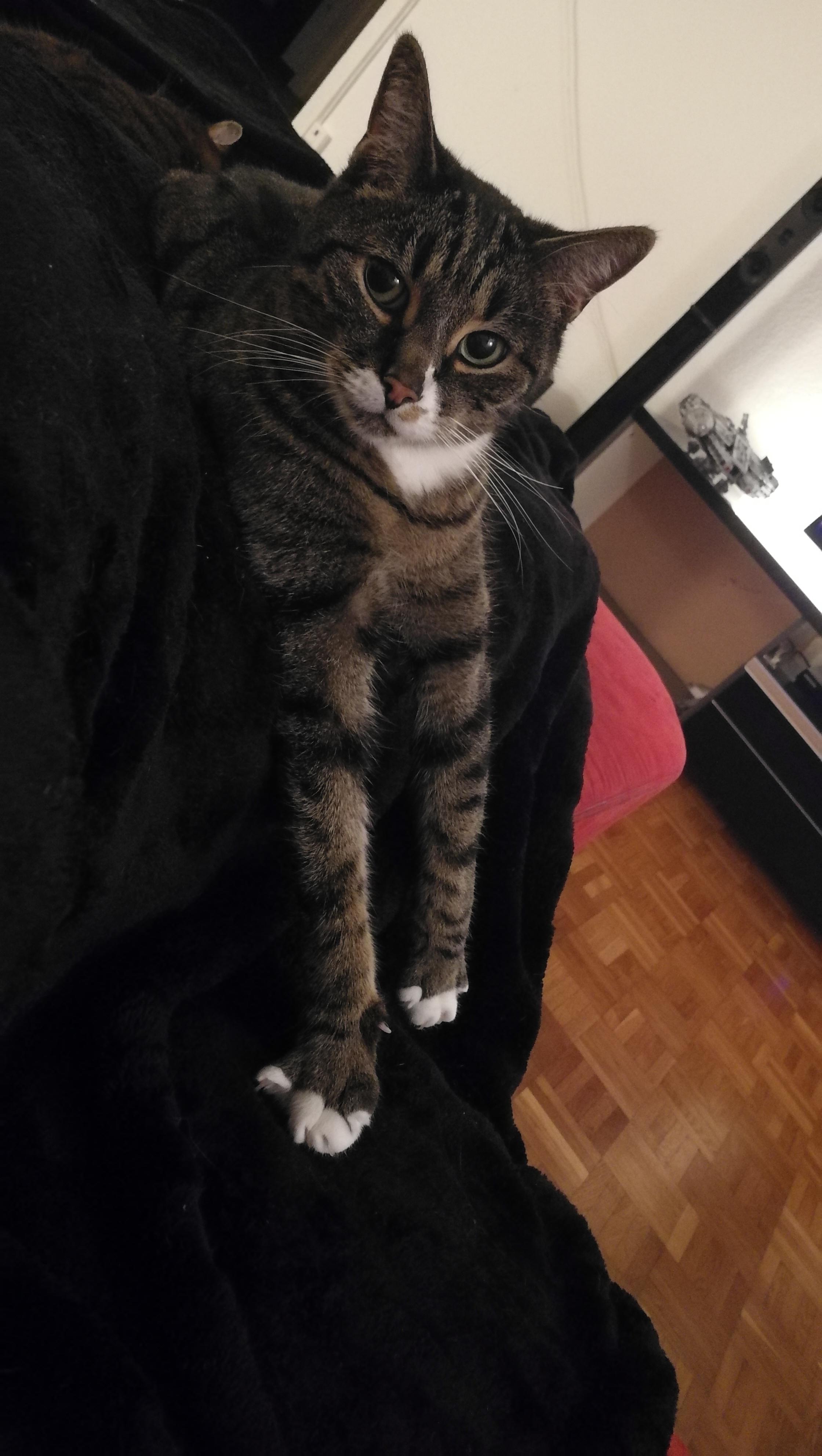 Two straightened feetsies feat. one half-murder mitten | Scrolller