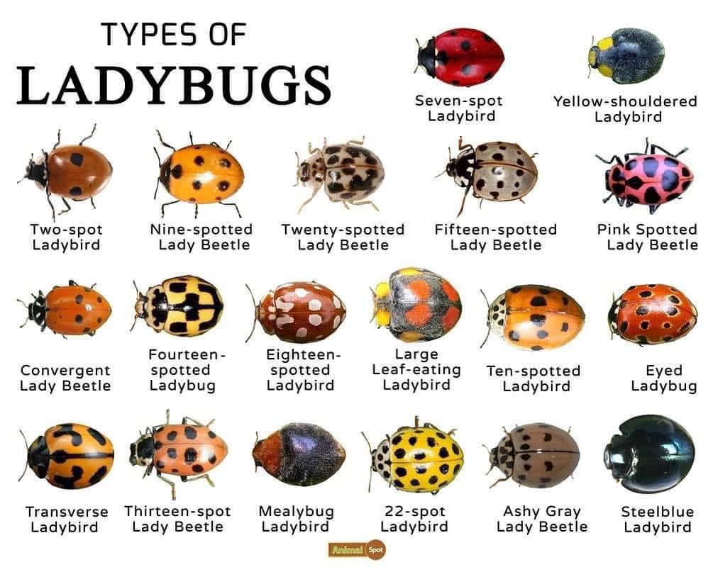 Types of Ladybugs | Scrolller