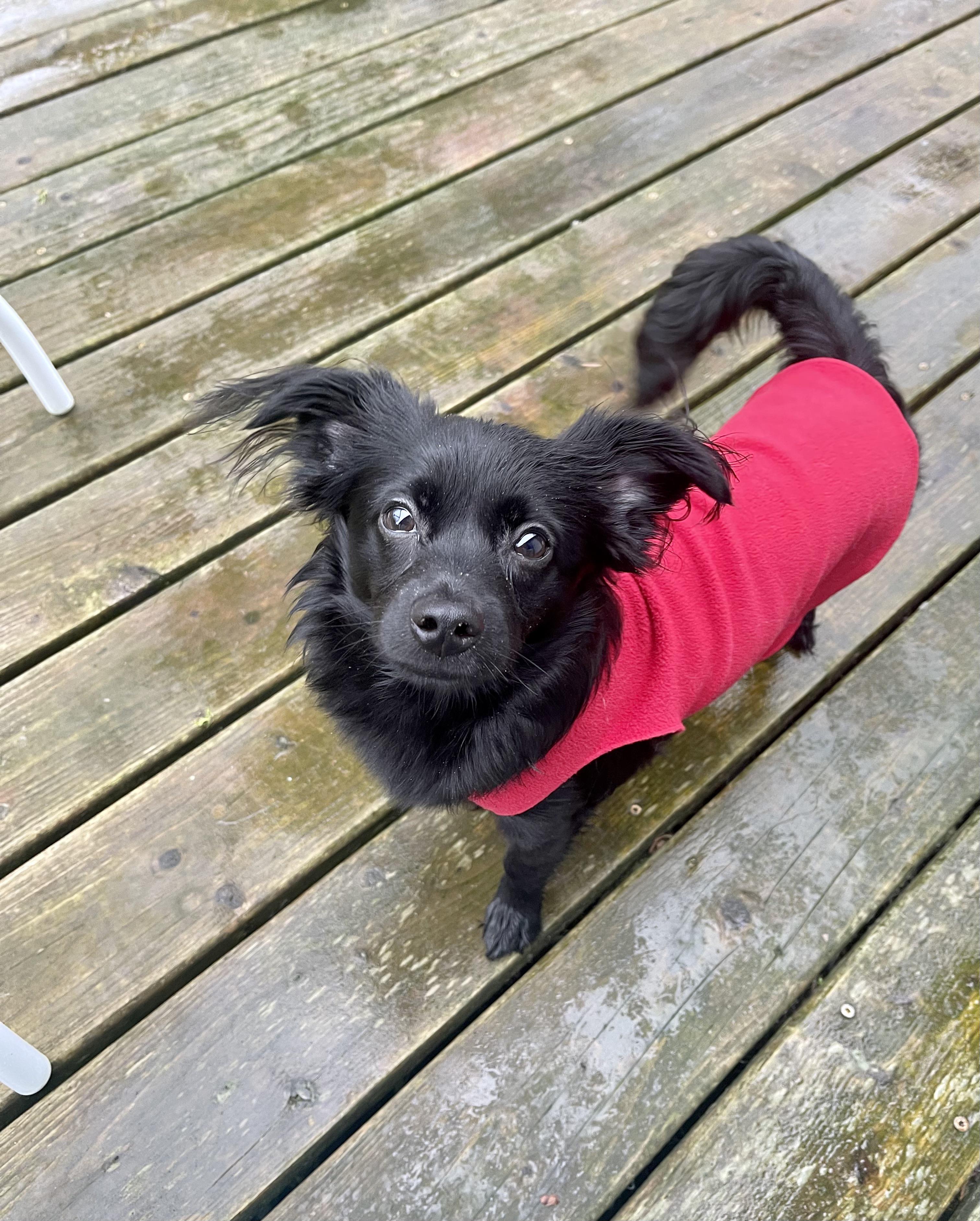 Undercover trouble maker! | Scrolller