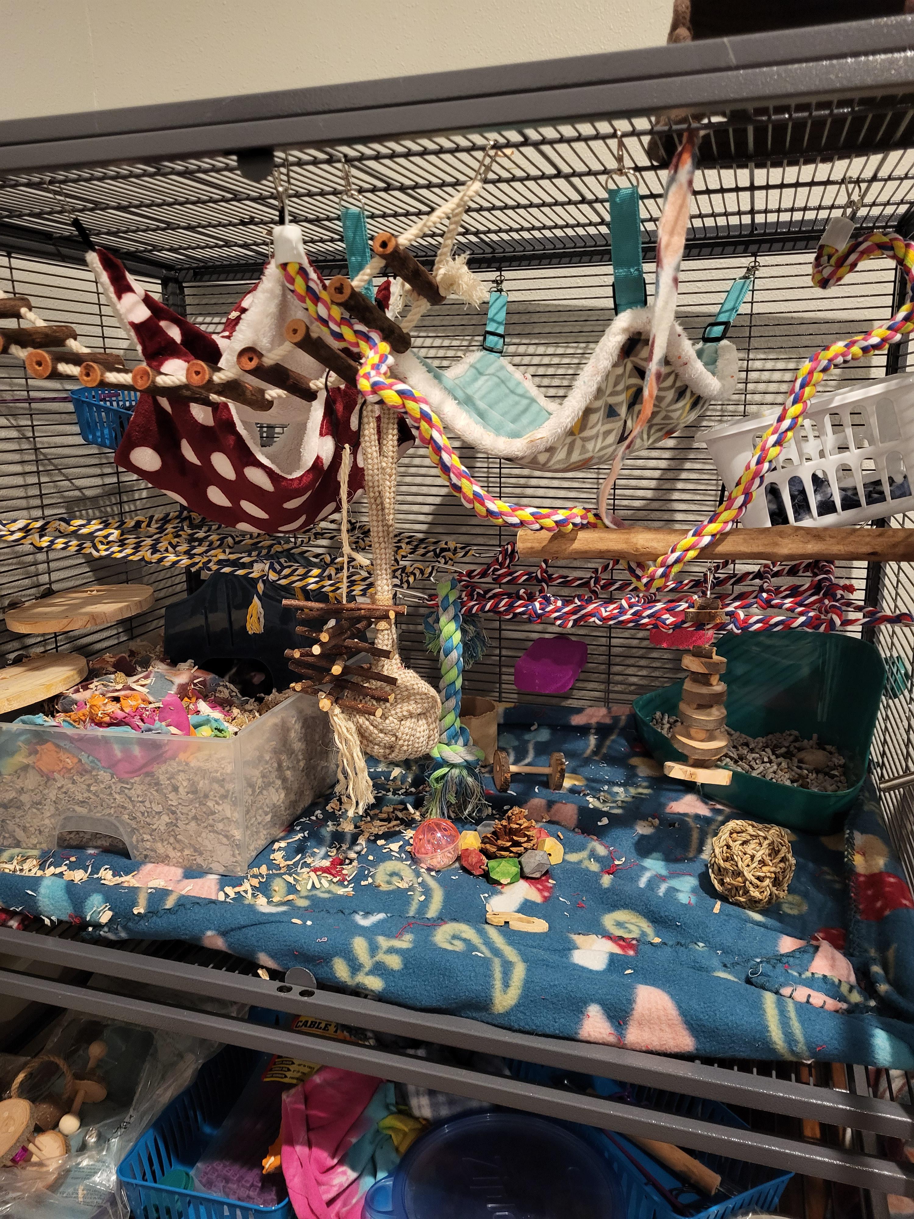 Uninterested in any upper levels or hammocks :( I removed the upper shelf and now my girls only ...
