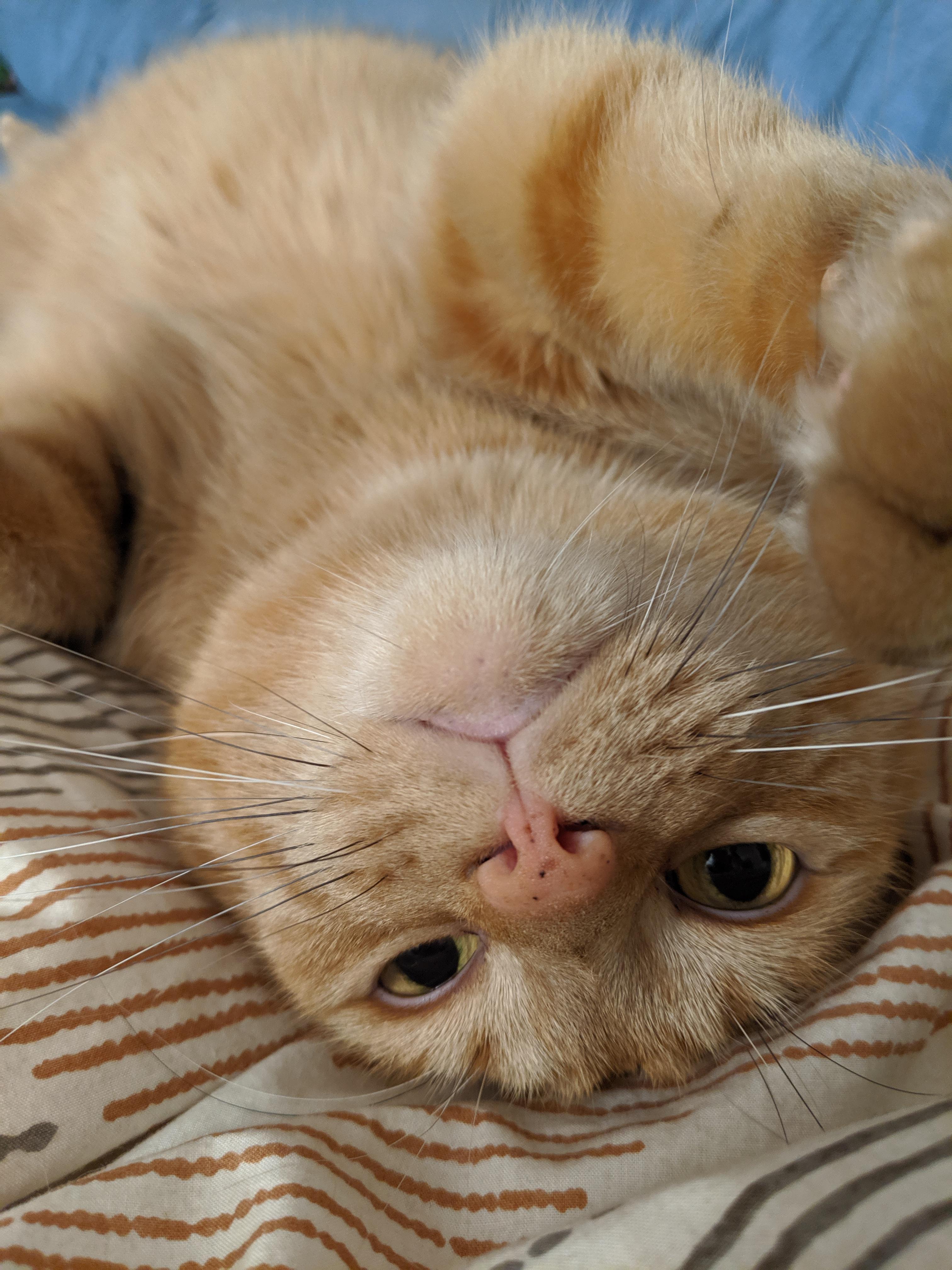Upside down peanut | Scrolller