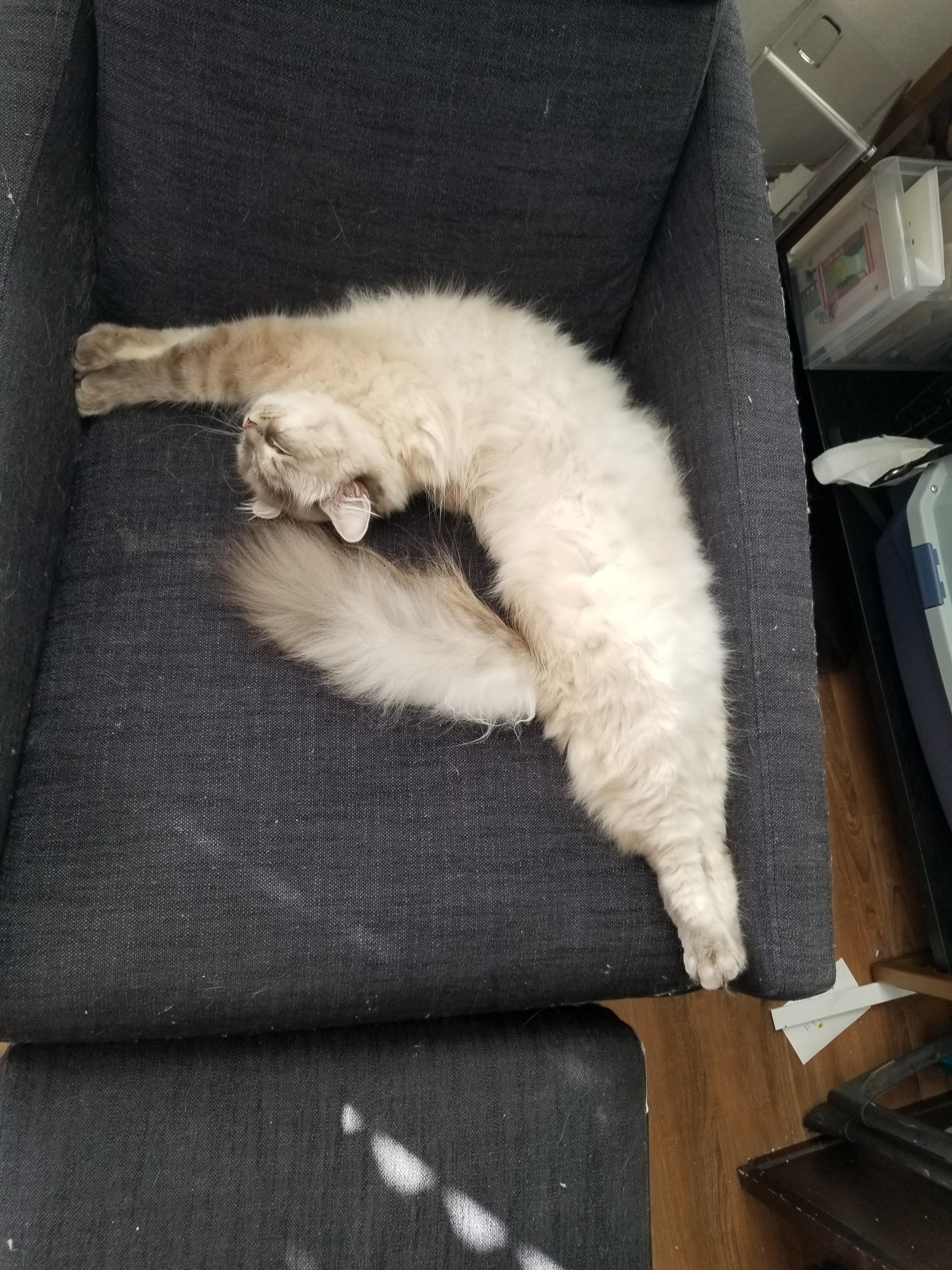 Vanilla! | Scrolller