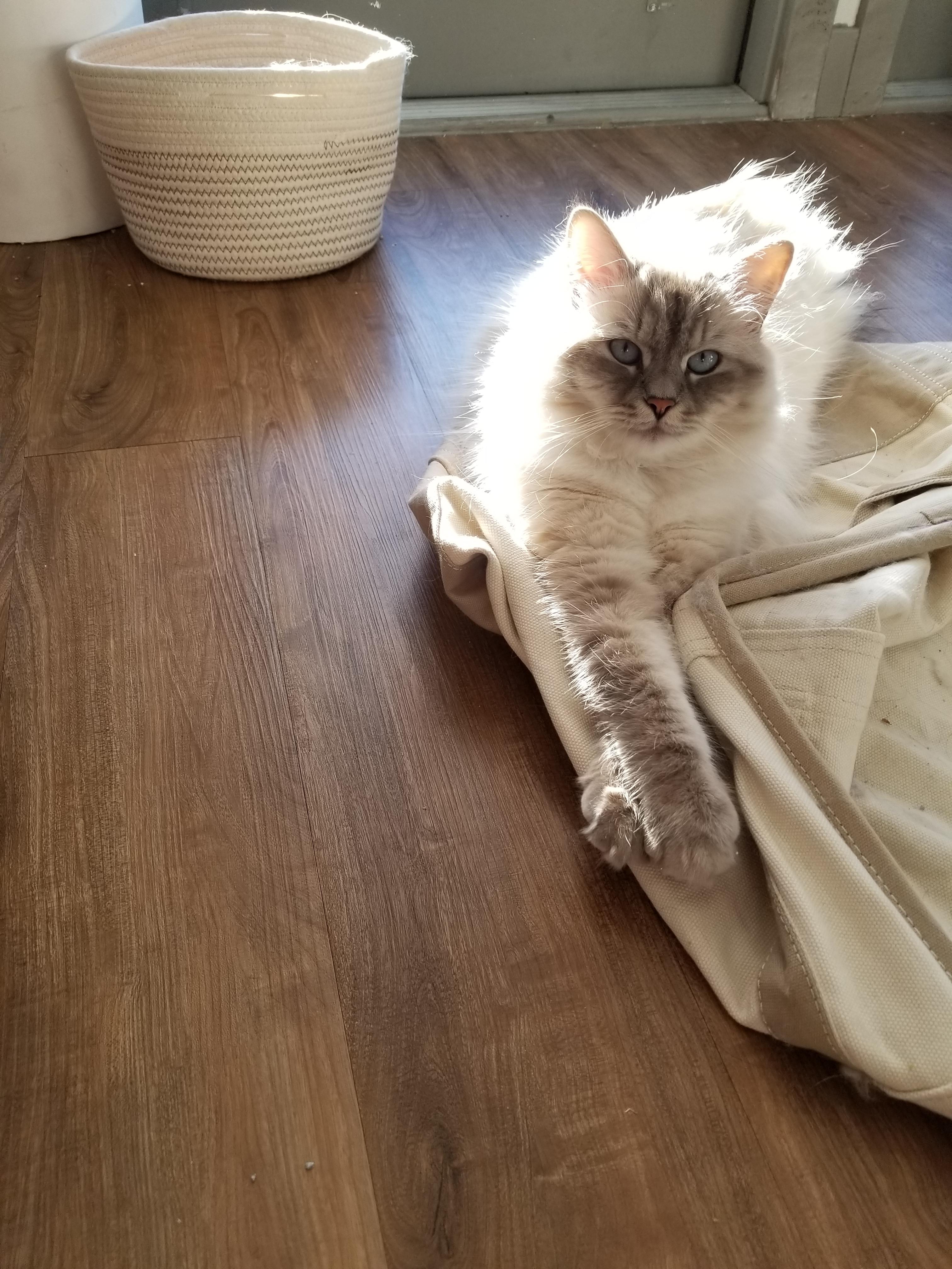 Vanilla hanging out in a sunbeam | Scrolller