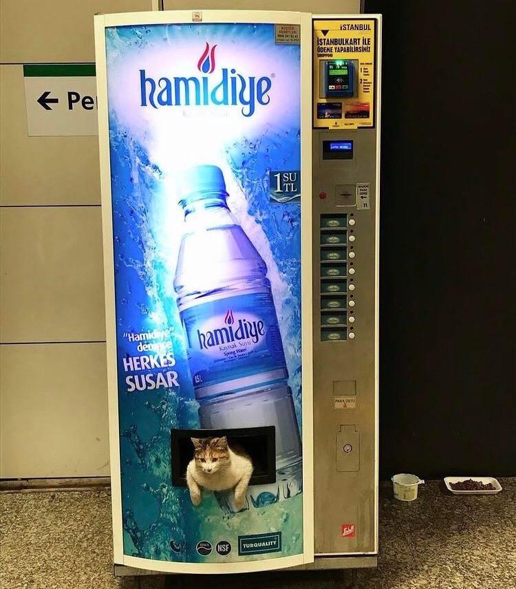Vending cat | Scrolller