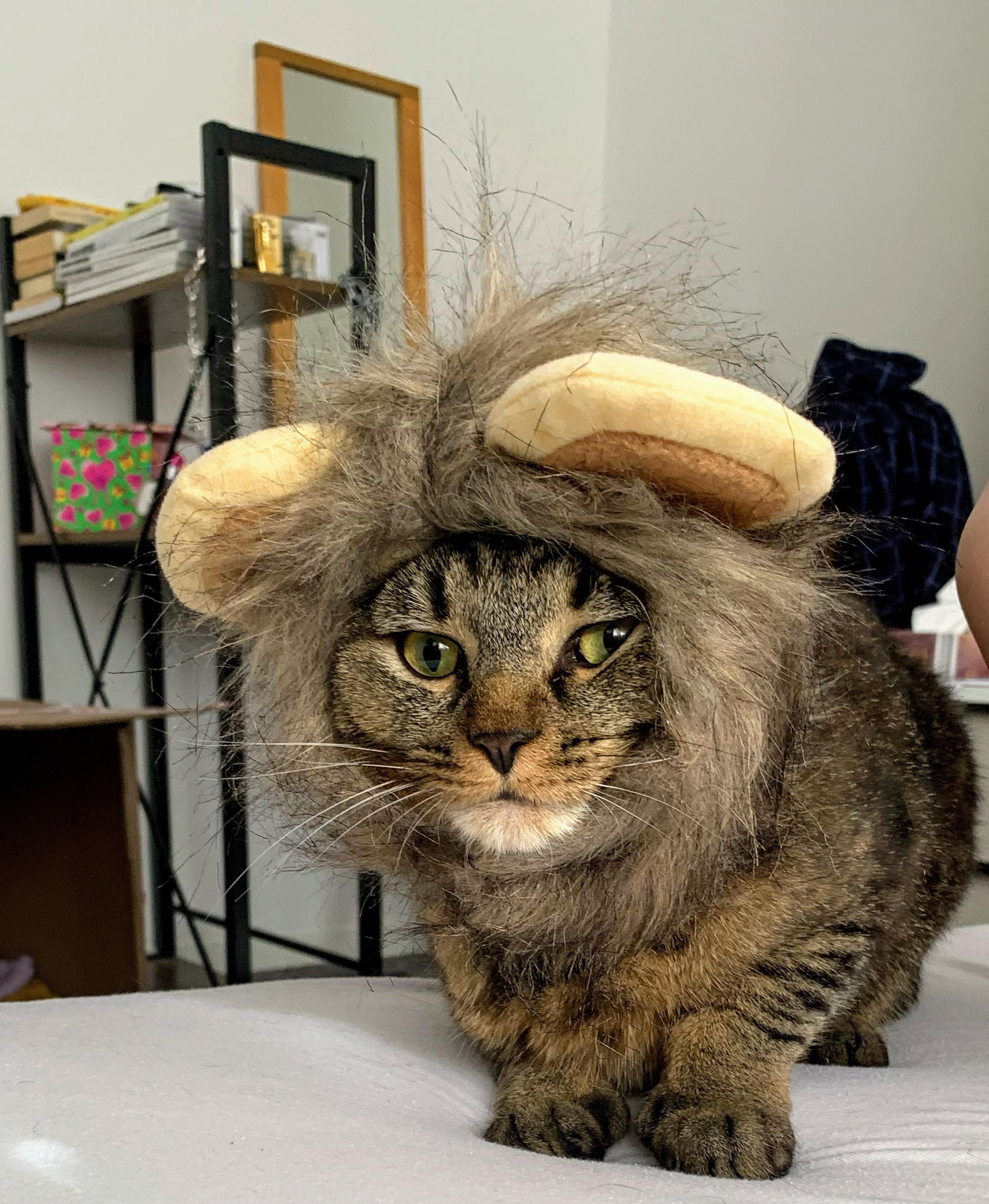 Very grumpy boy with his very cute mane | Scrolller