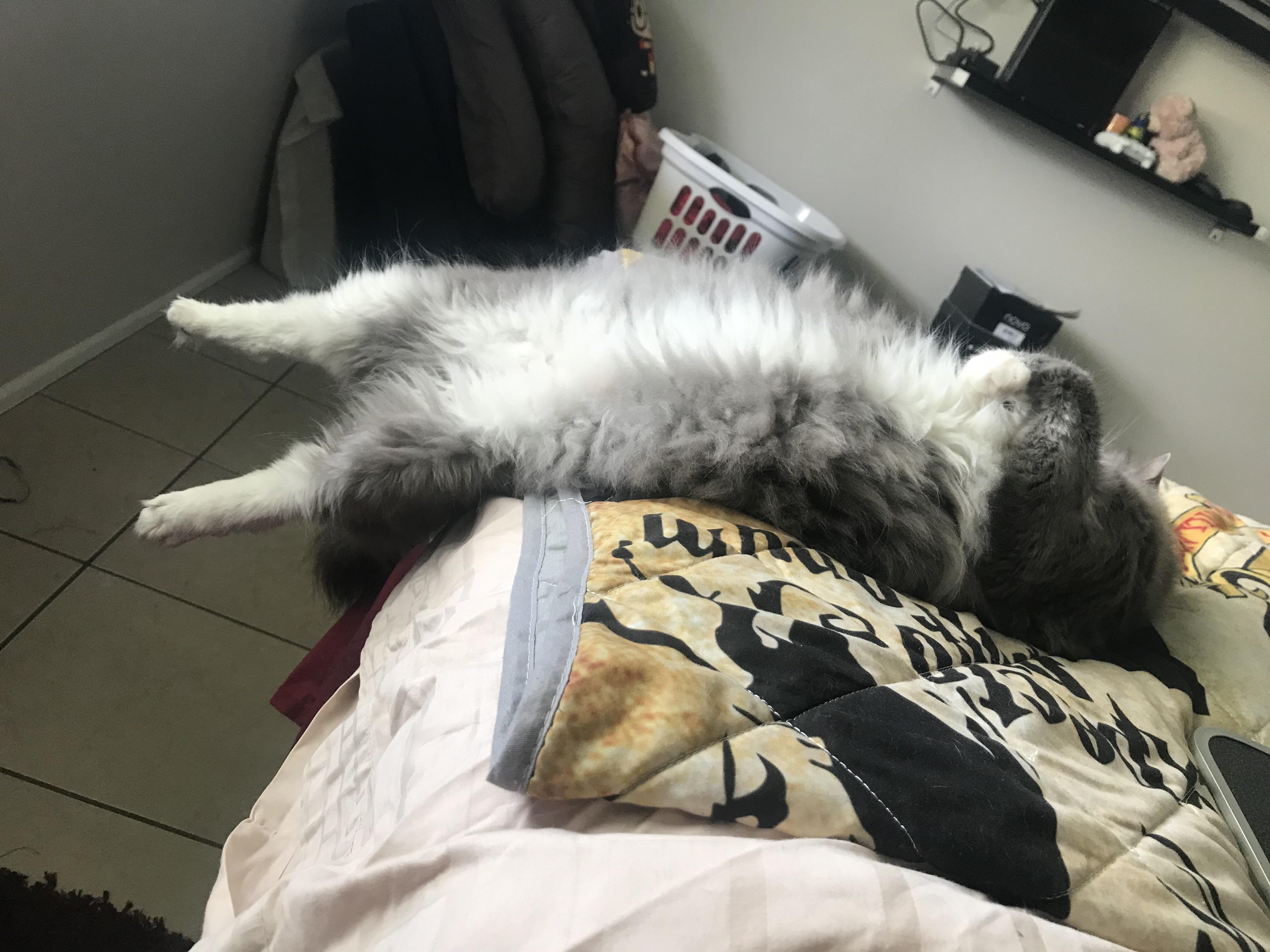 Very long cat on the bed | Scrolller