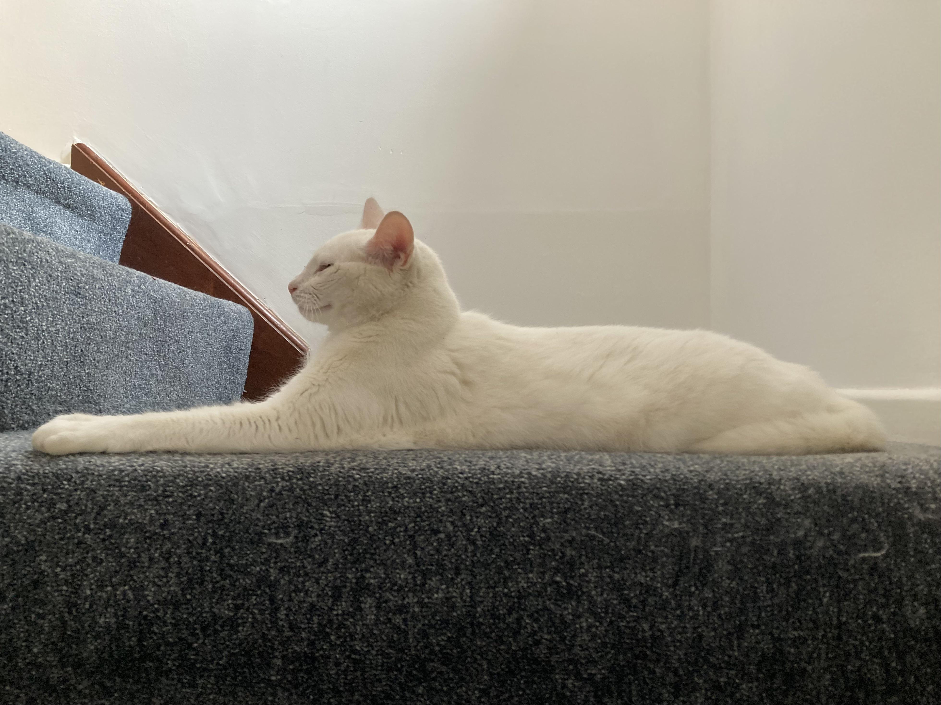 Very regal straightened feetsies | Scrolller