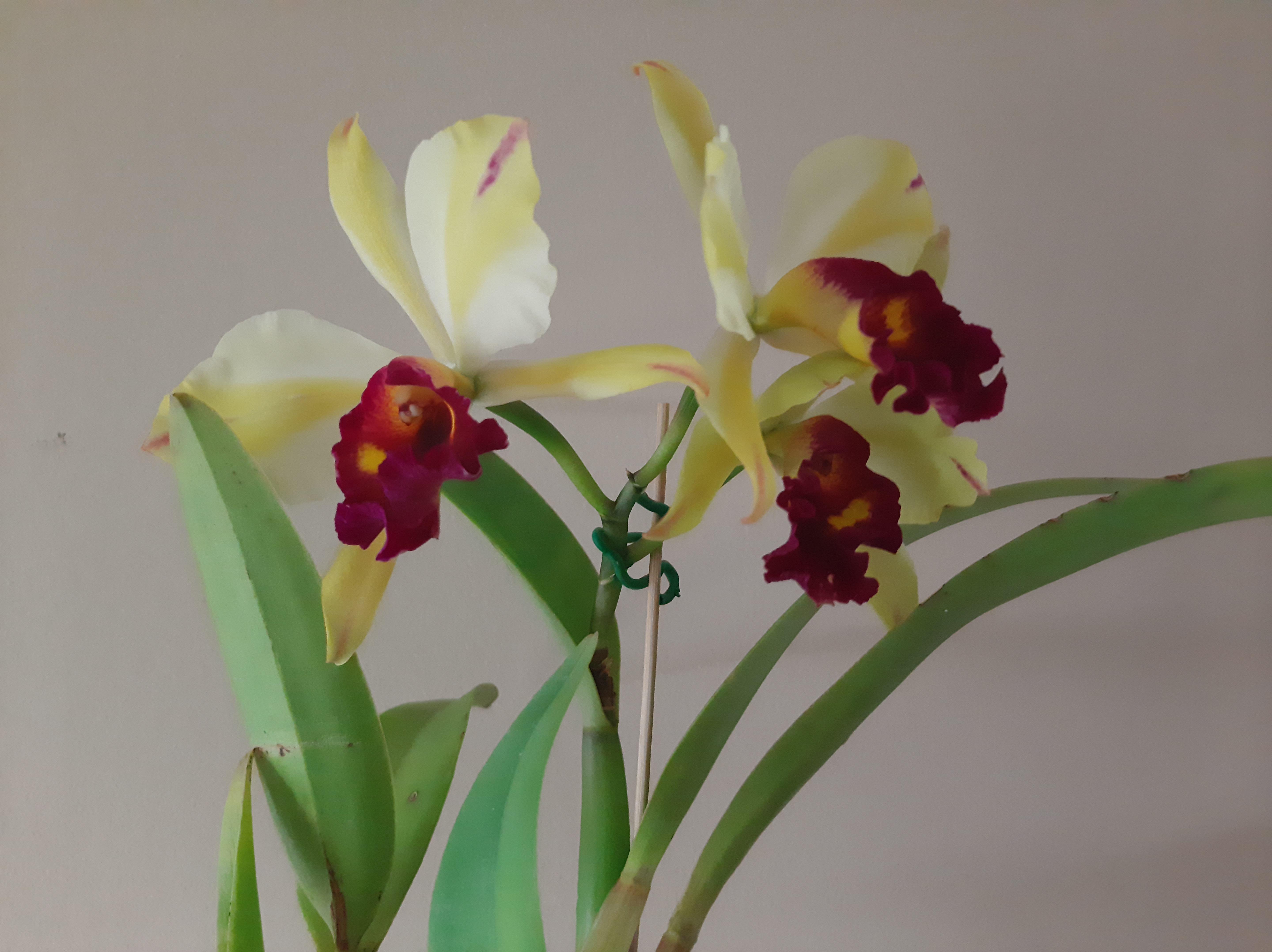 Very vigorous and easy to grow. | Scrolller