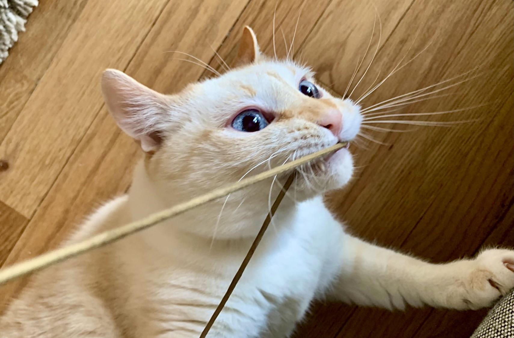 Vicious Peanuts | Scrolller