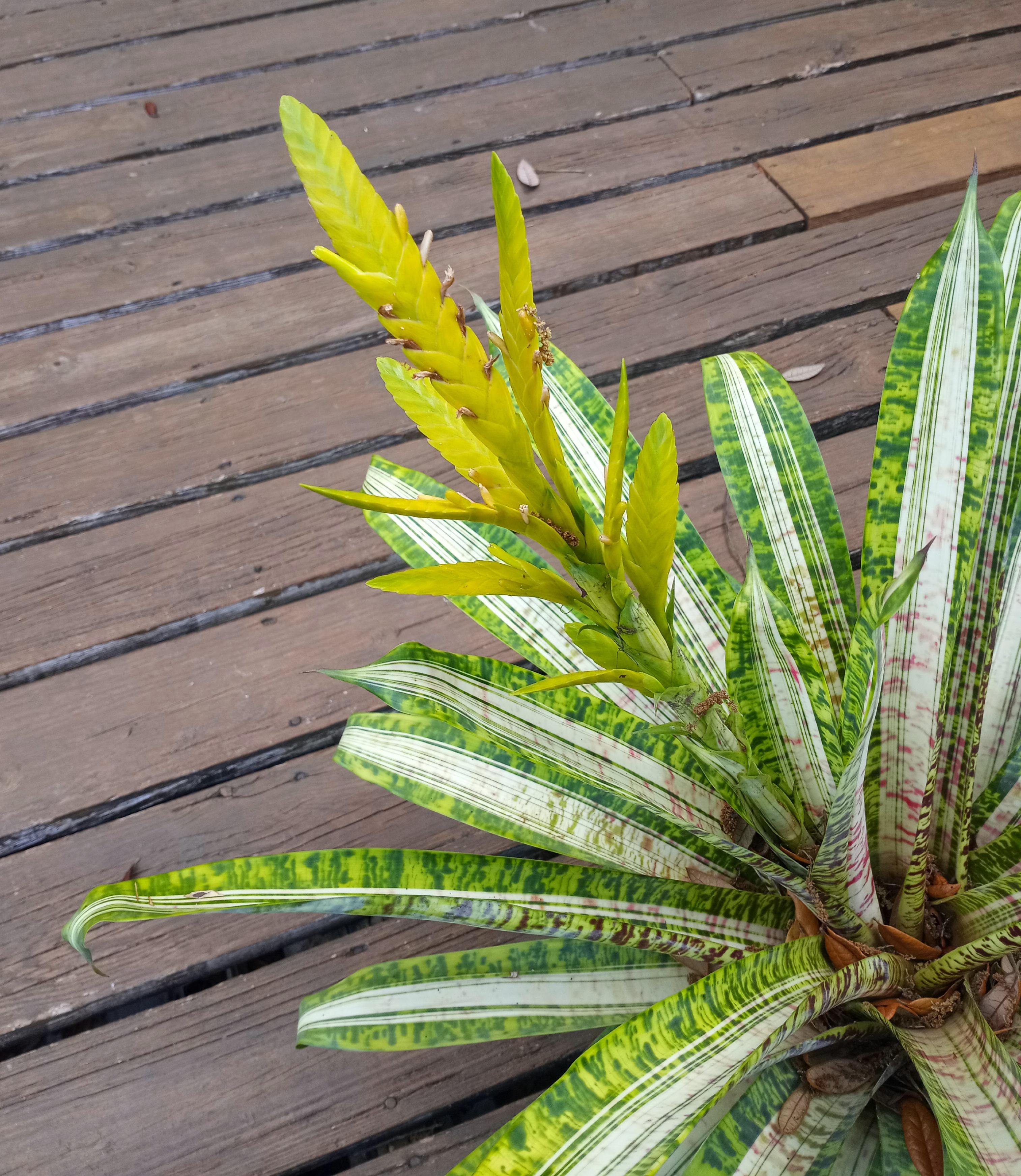 Vriesea "Josefa leon" | Scrolller