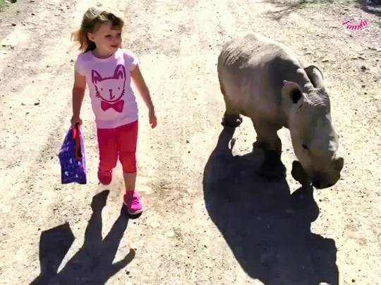 Walking with baby rhino | Scrolller