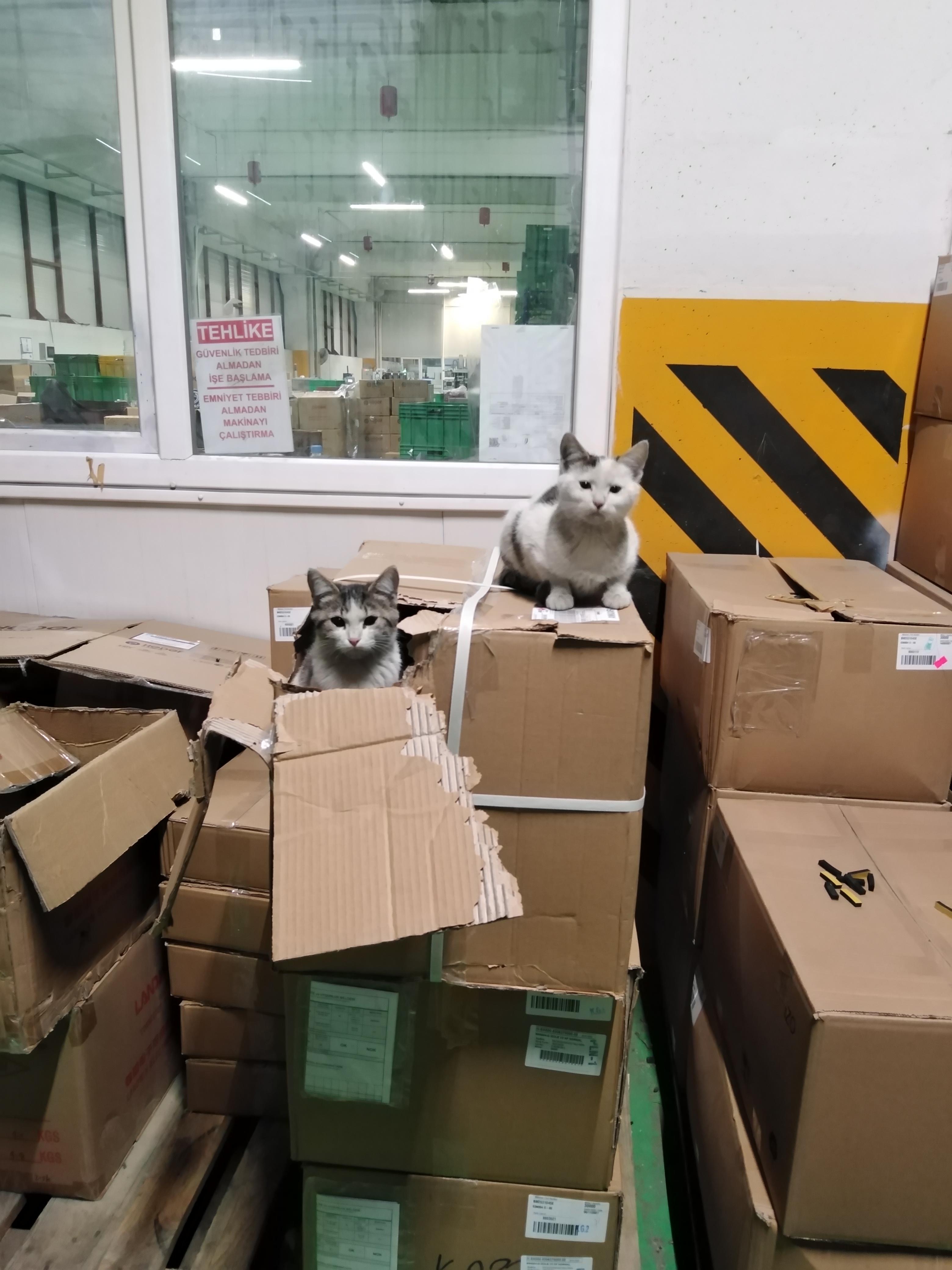 Warehouse Cats | Scrolller