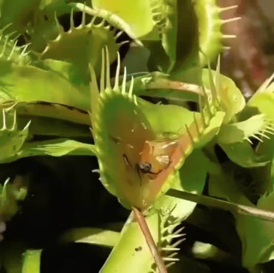 Wasp being captured by a Venus flytrap | Scrolller
