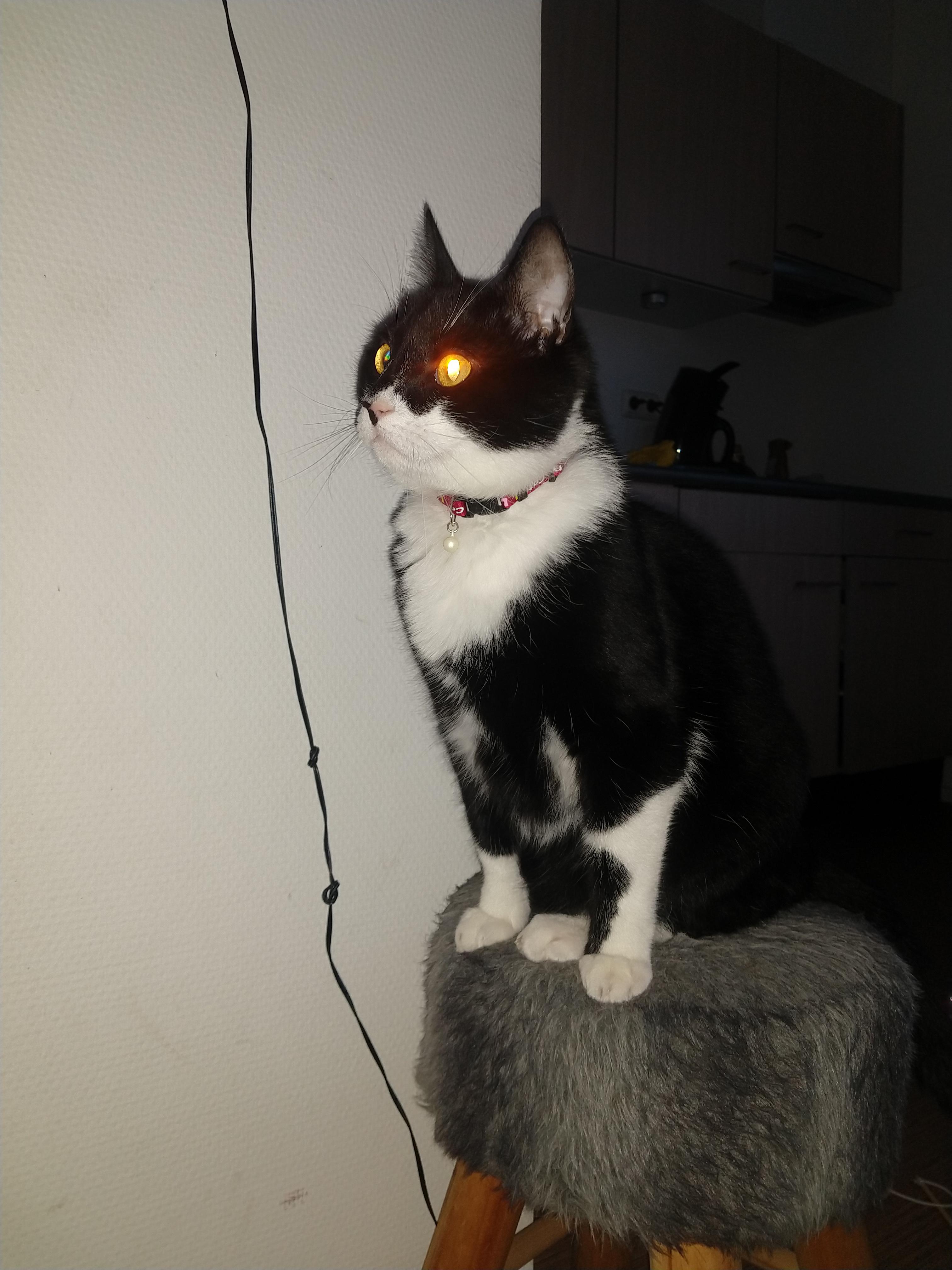 💥Watch out.... i'm going to shoot this laser😼 | Scrolller