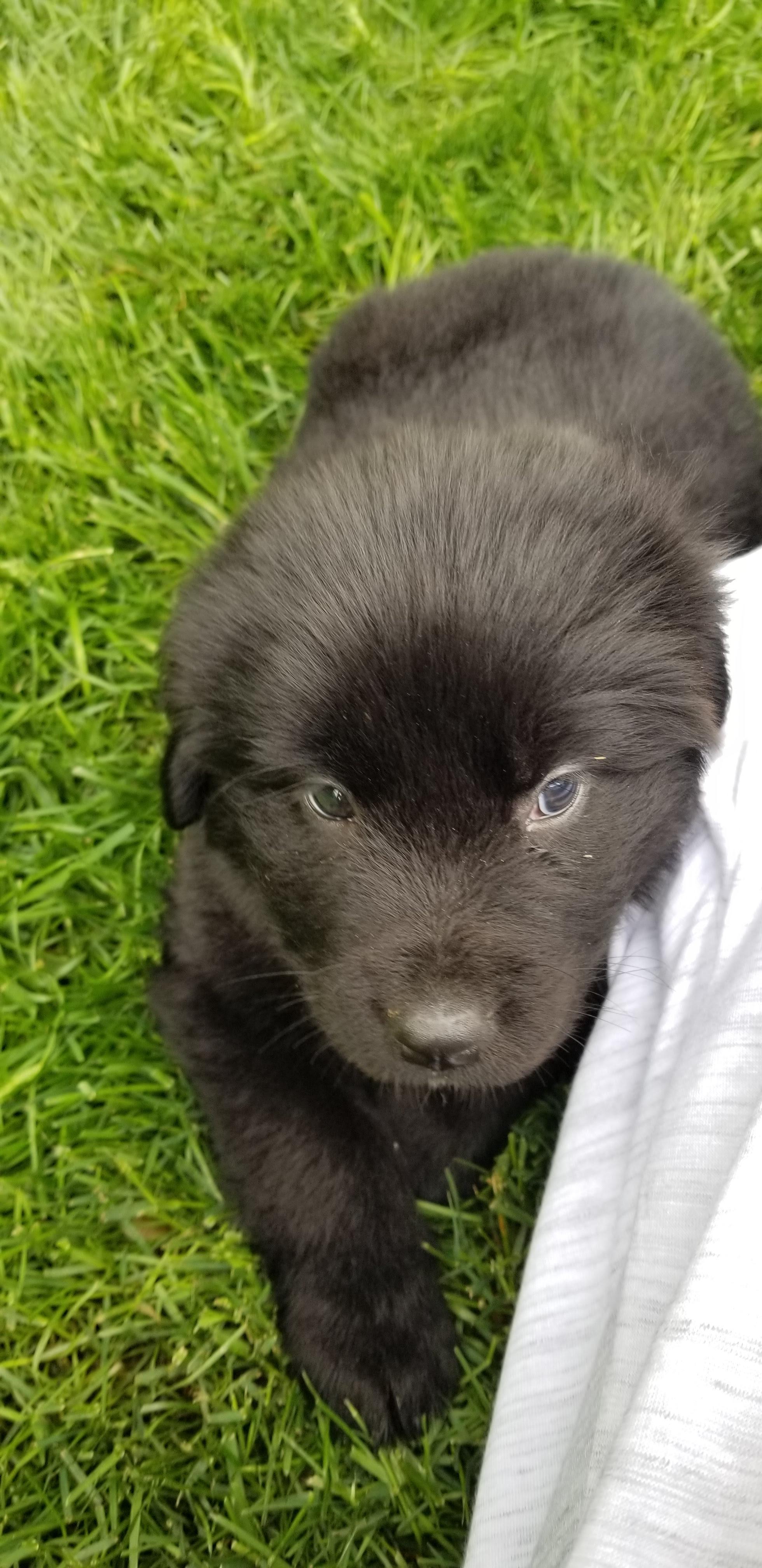 We bring Violet home in two days!! She'll be our first Newfie. | Scrolller
