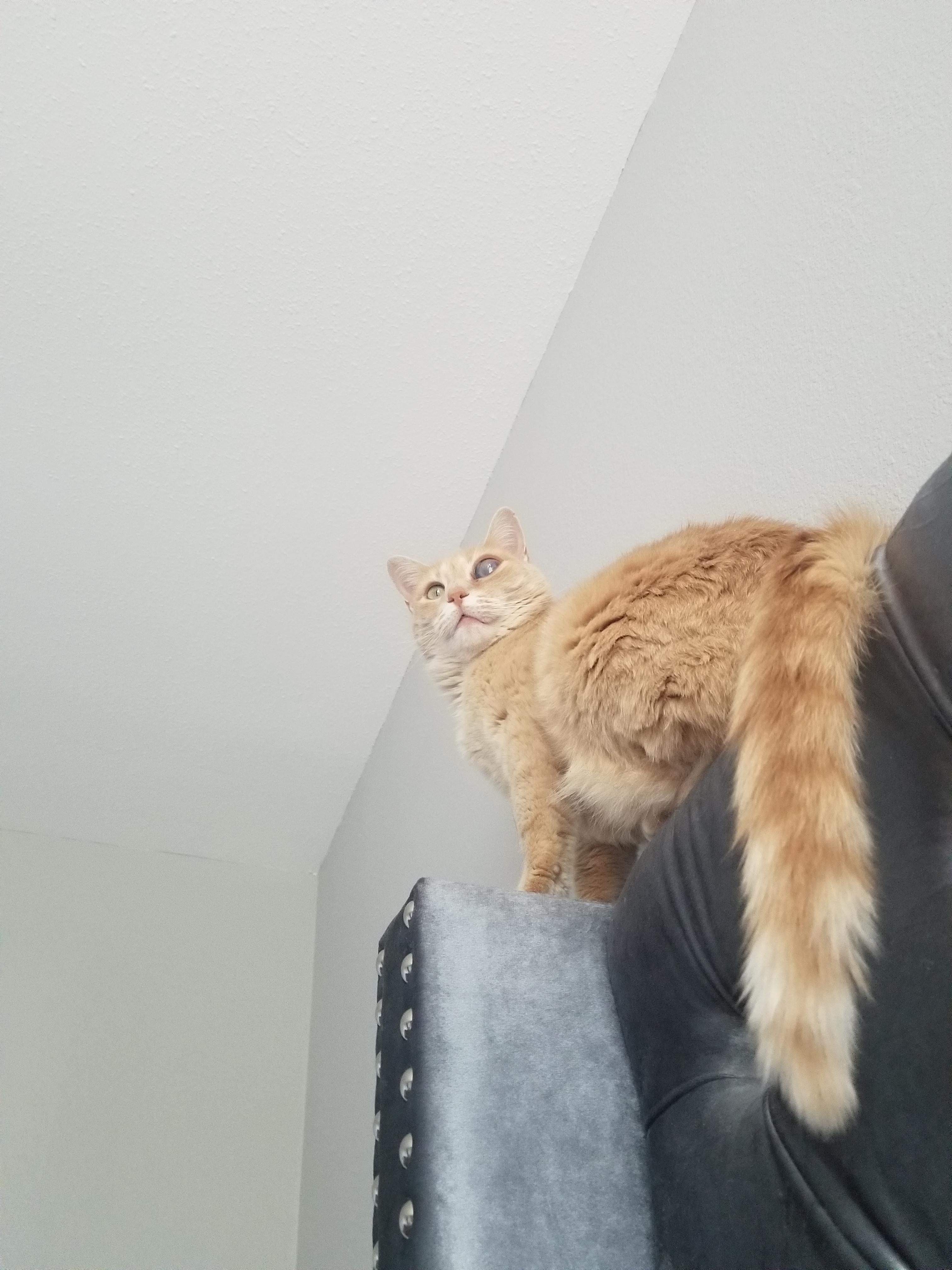 We call her Terminator Kitty | Scrolller