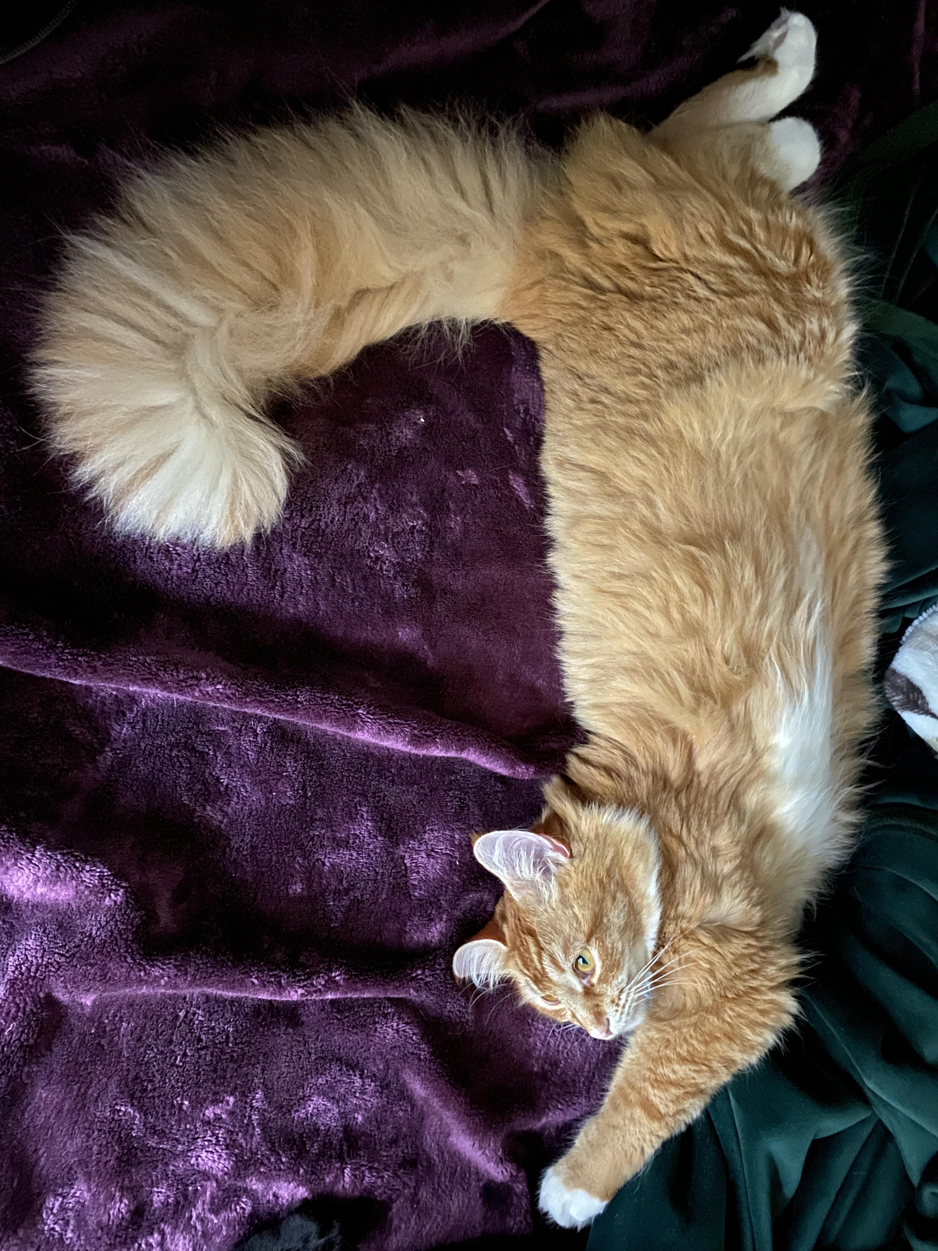 We call him The Floof | Scrolller