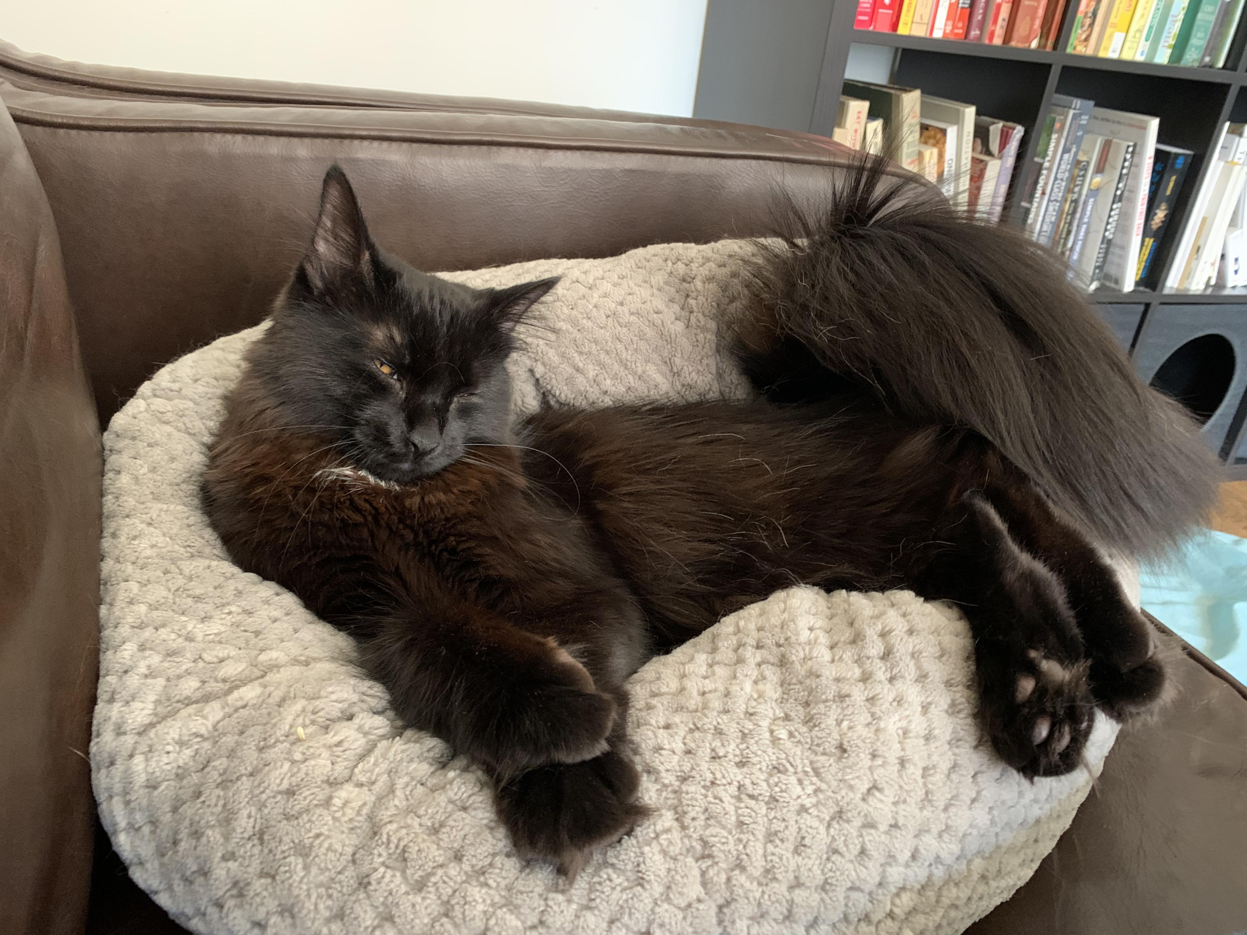 We joke she’s half lynx half skunk | Scrolller