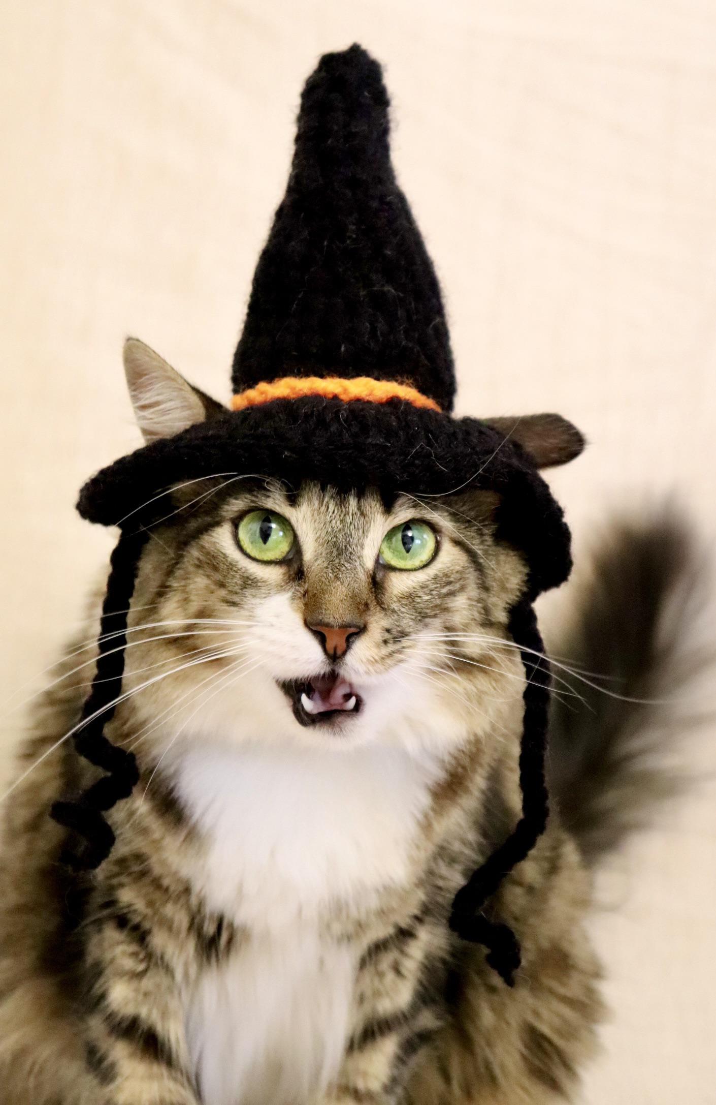 What are you implying here human? | Scrolller