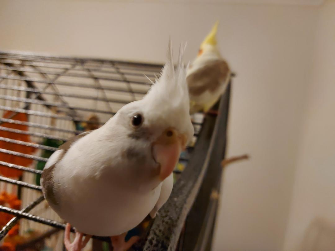 What cha doing? | Scrolller