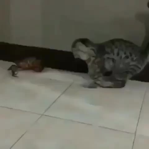 what dis ? | Scrolller