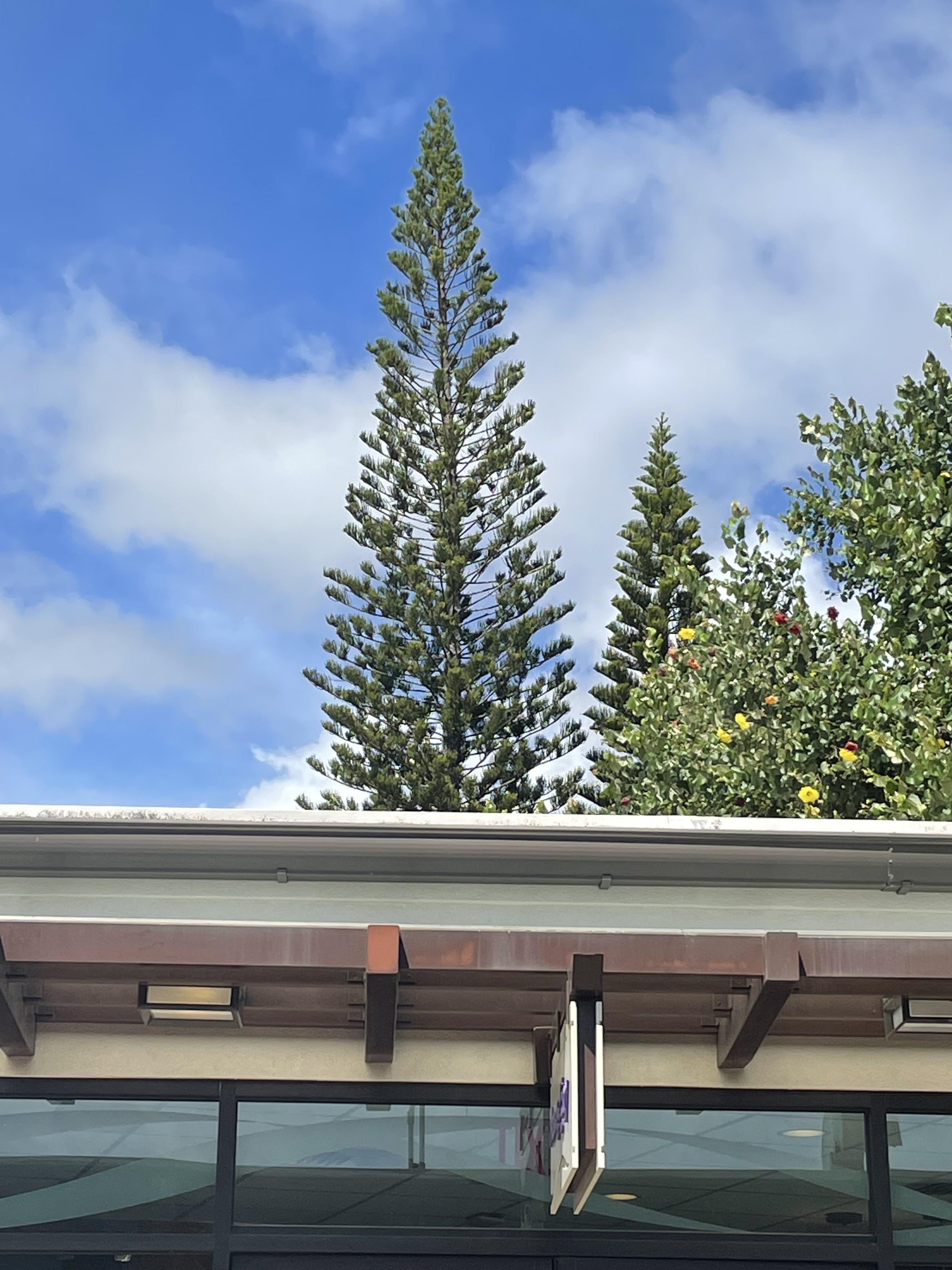 What is this tree? | Scrolller