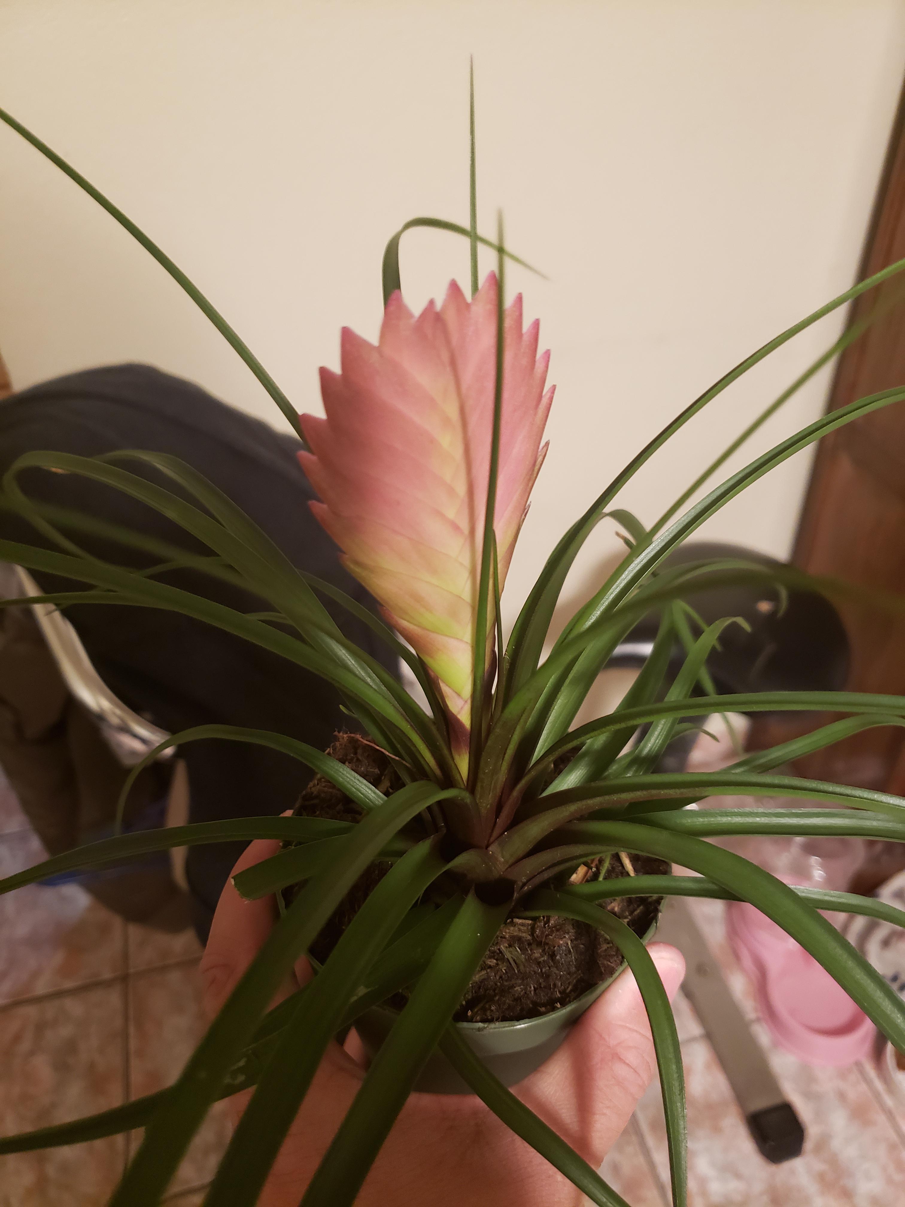 What type of bromelaid is this? Should I repot it now or wait until it gets bigger? | Scrolller