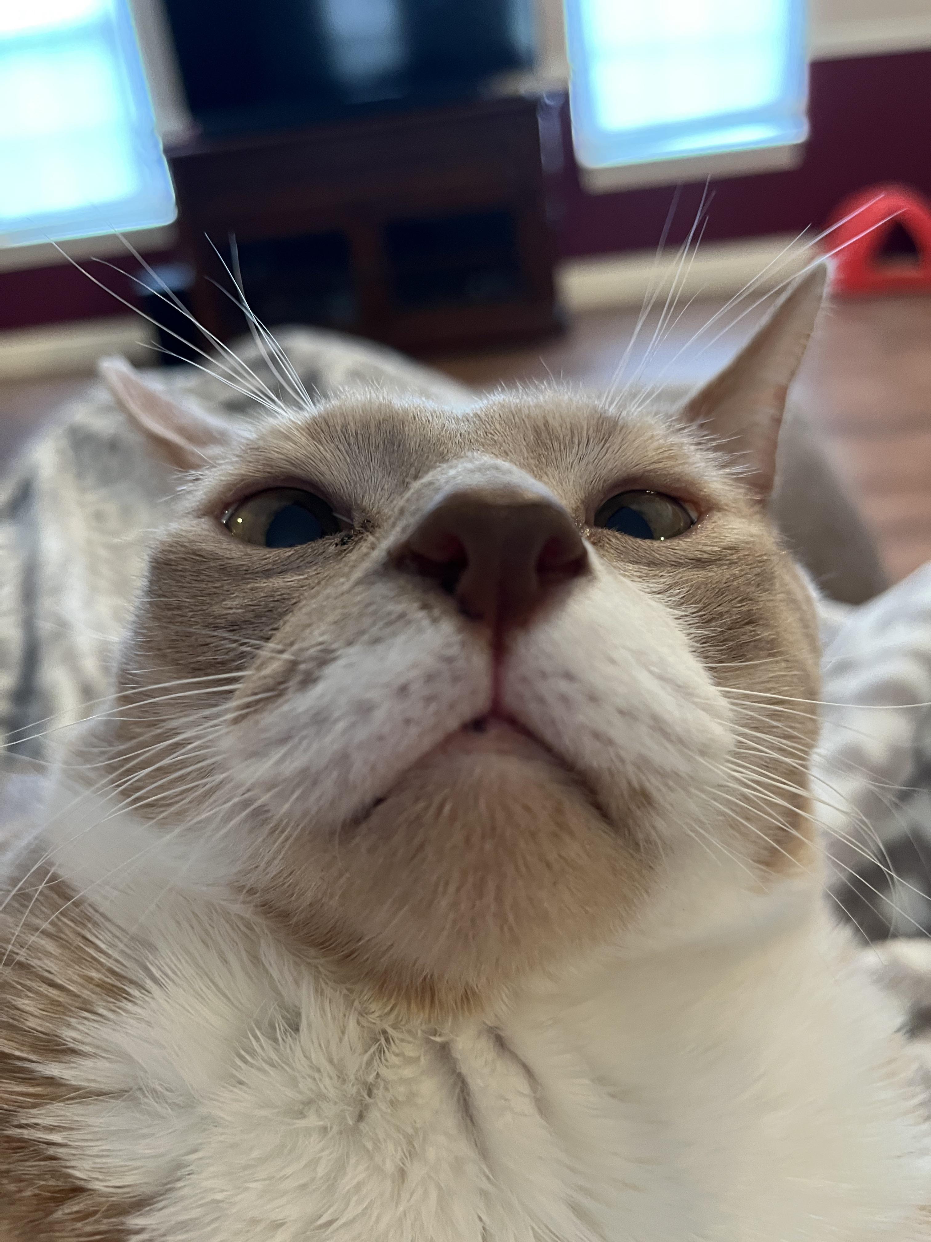 When you accidentally open the front facing camera | Scrolller