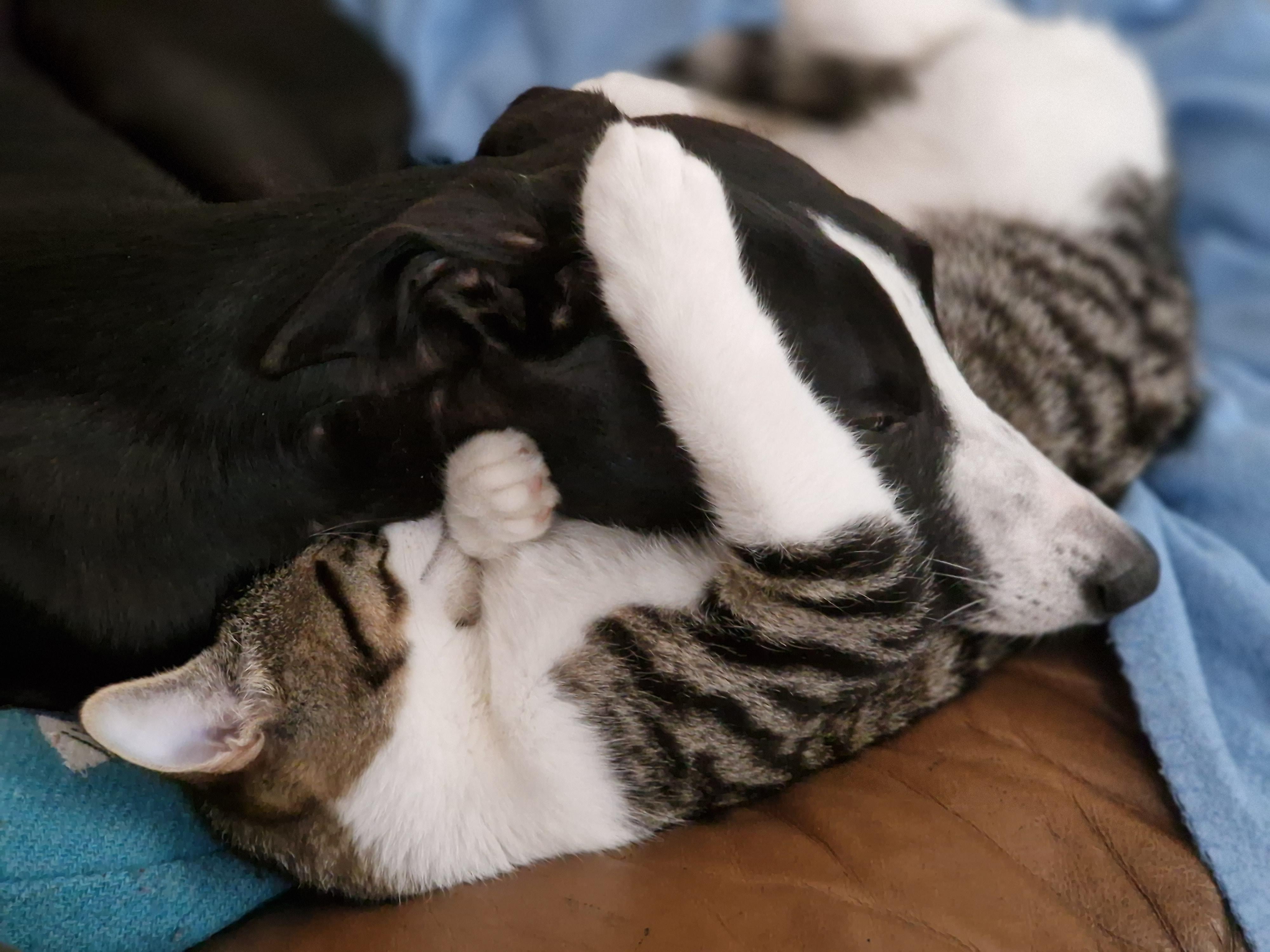 Whippet boy loves his pet cat | Scrolller