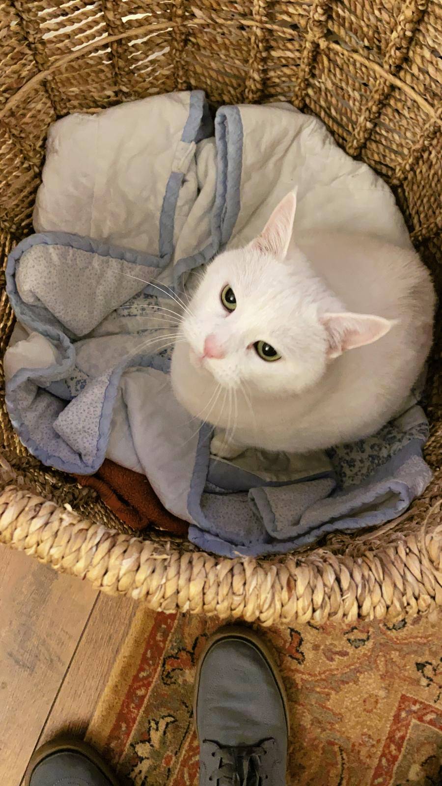 White choc covered peanuts | Scrolller