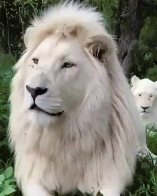 White Lion | Scrolller