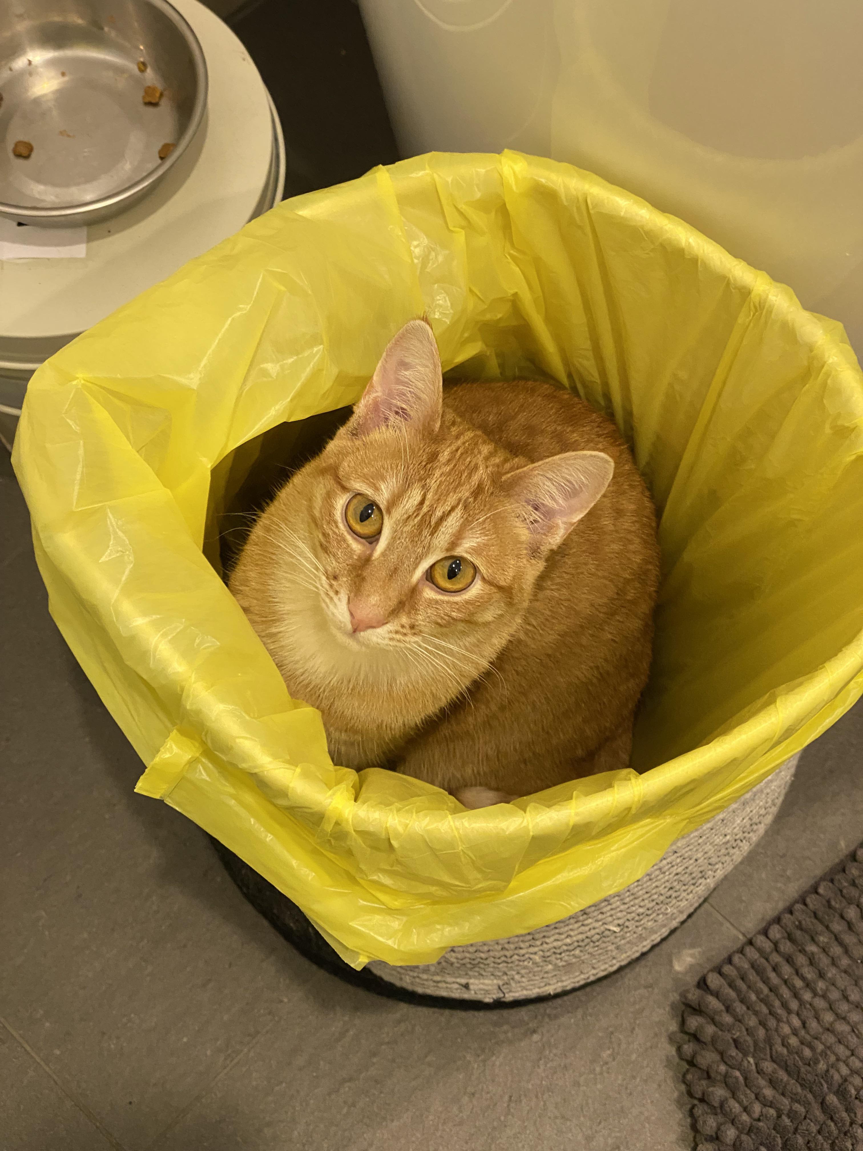 Who threw this perfectly good Mango in the bin?! | Scrolller