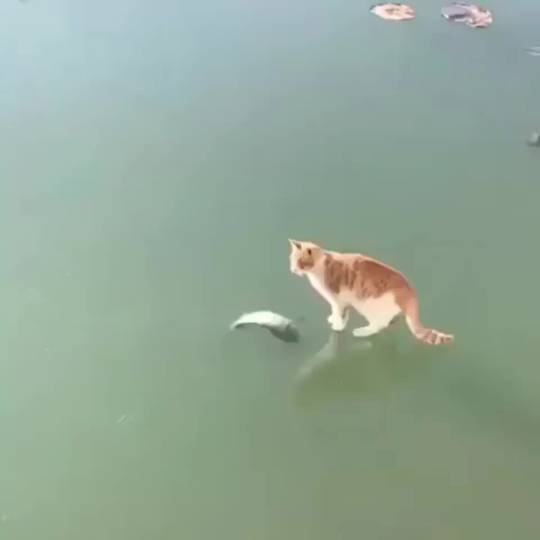 Why da hecken can’t I get my fish | Scrolller