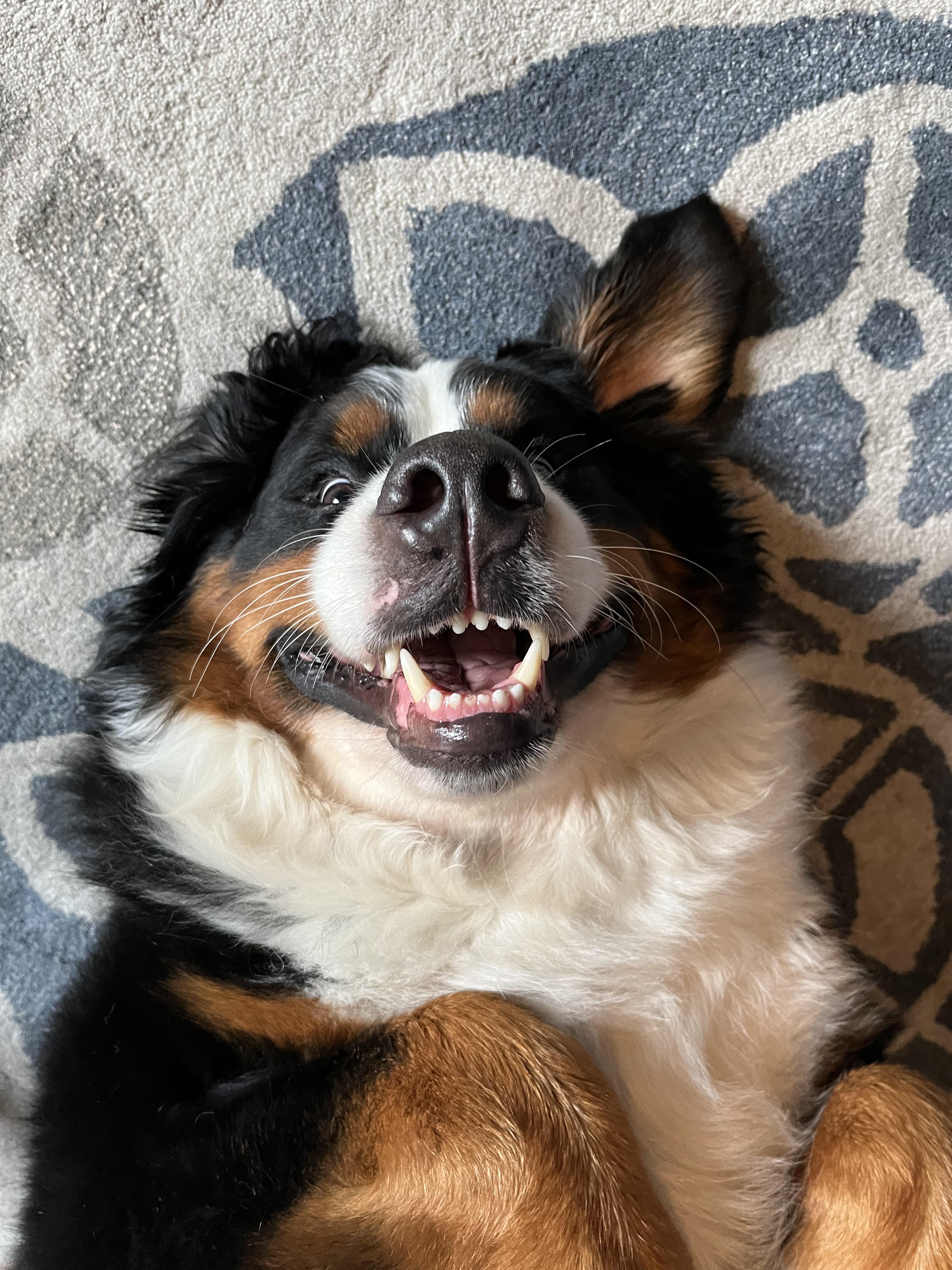 Wife “our dog is a doofus”. Me “what, this one?” Lol | Scrolller