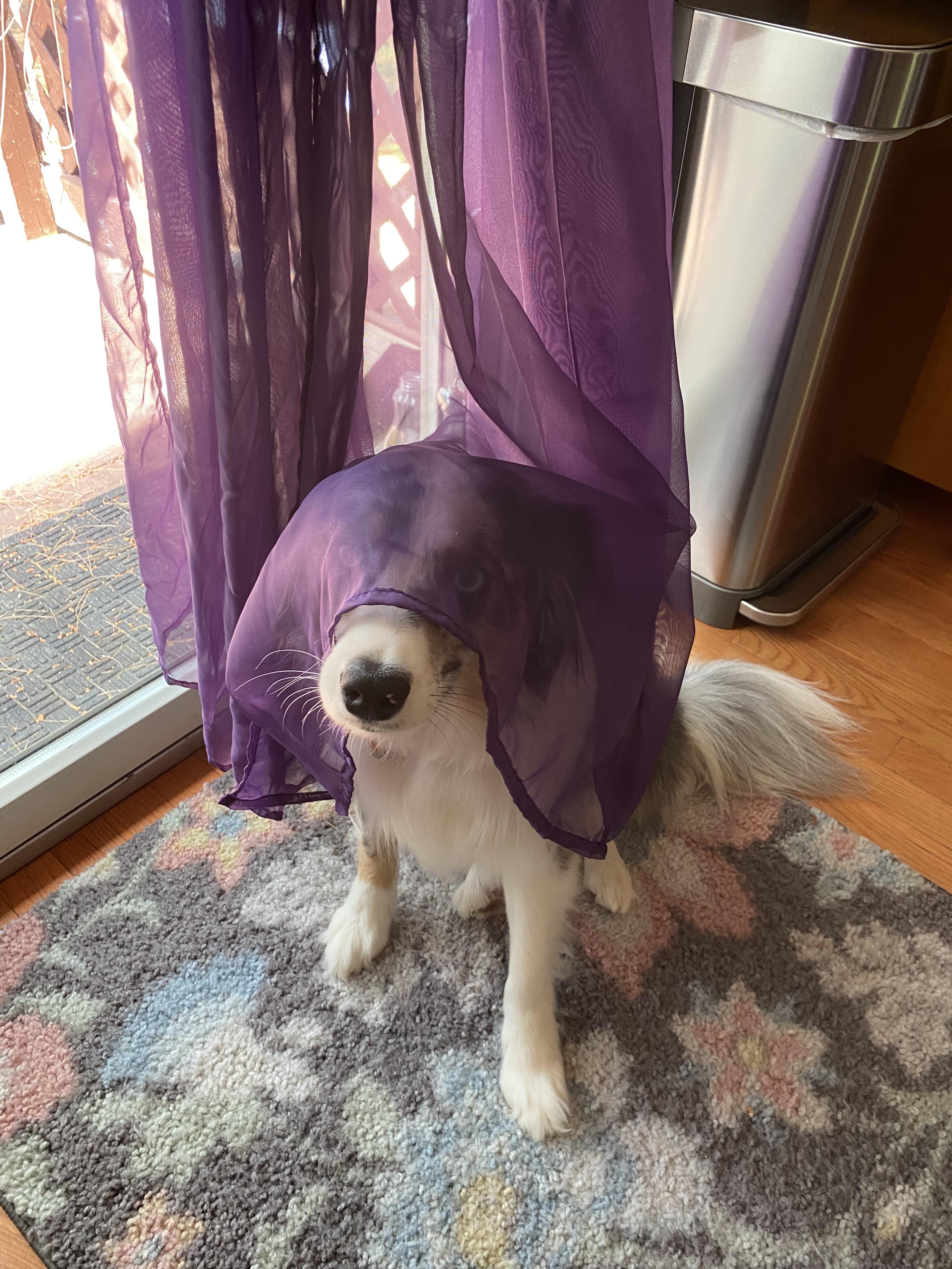 Wiggle butt curtain submission | Scrolller