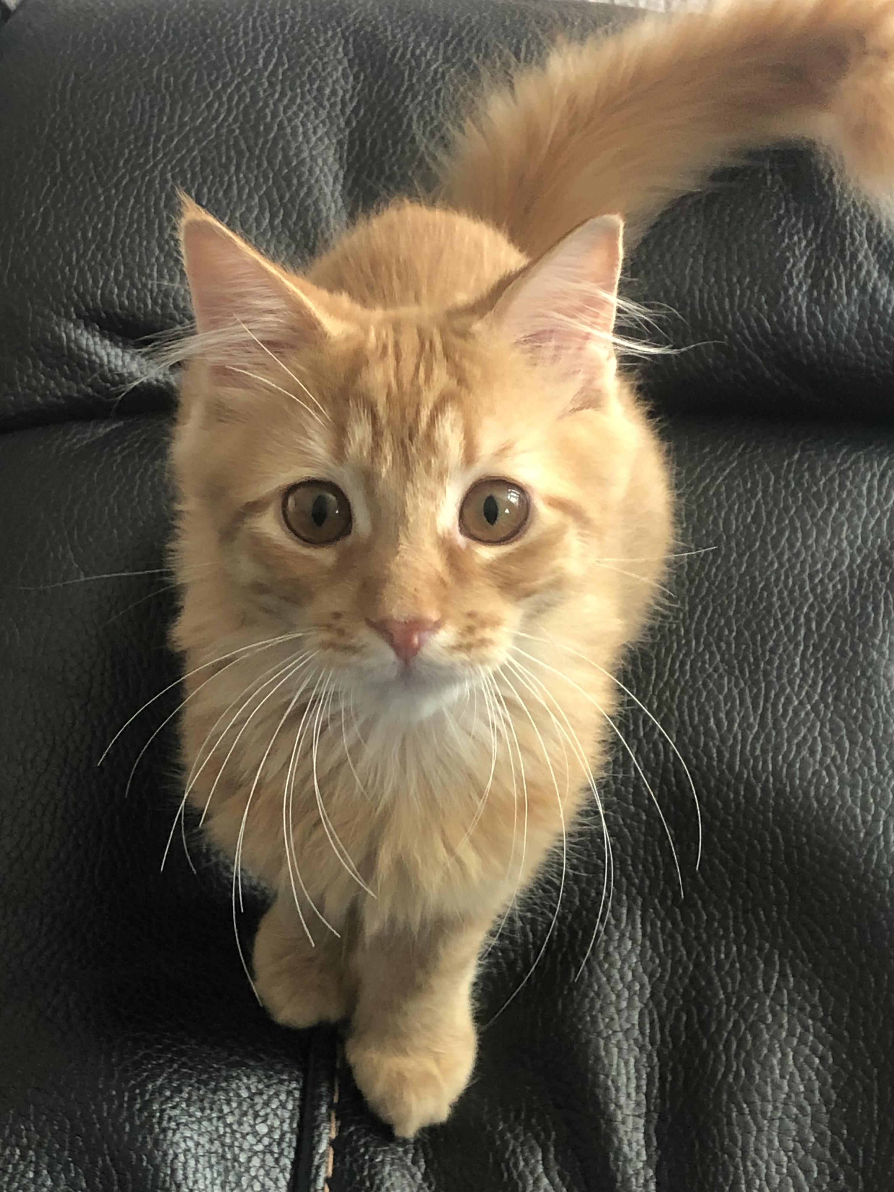 Wild Kitten Peanuts | Scrolller