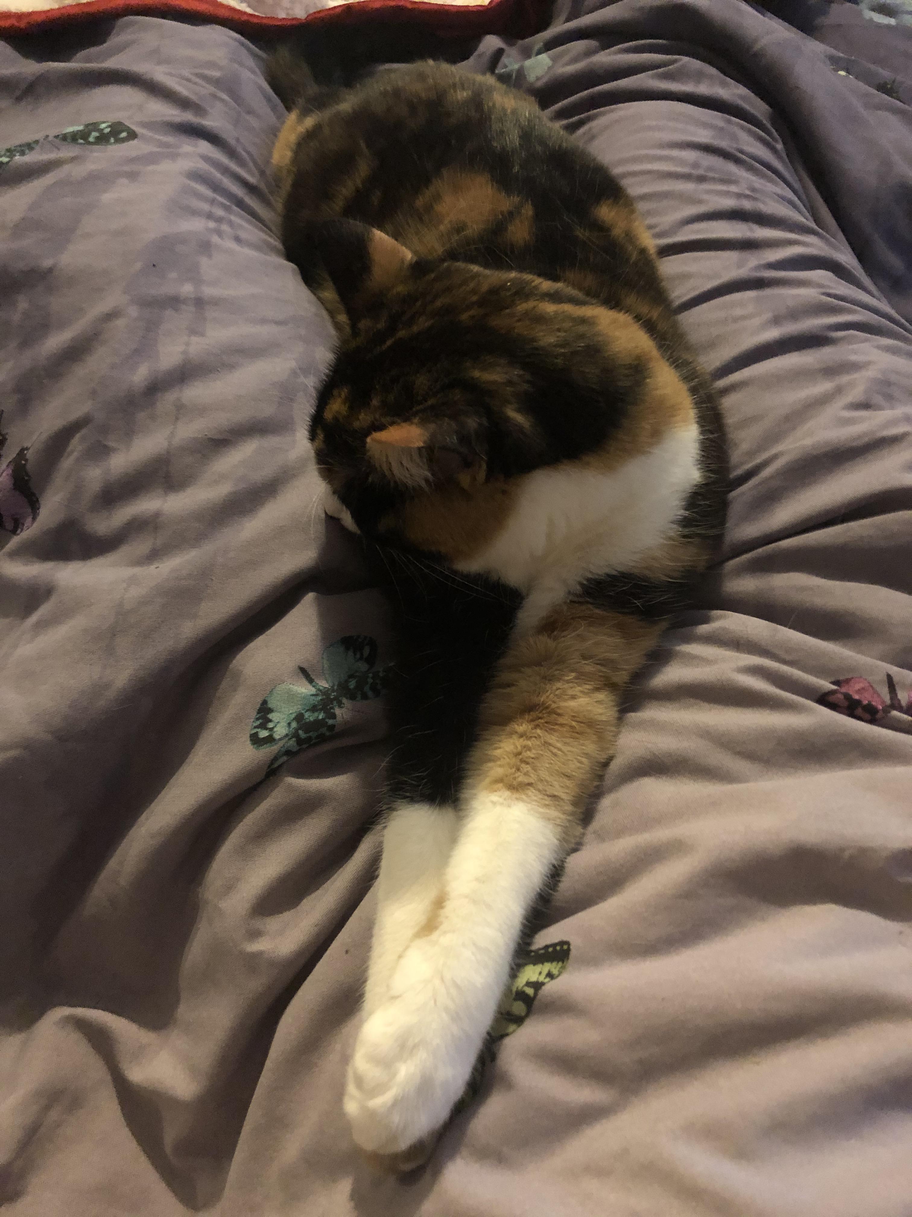 Willow has matching socks on her non-matching straightened feetsies | Scrolller