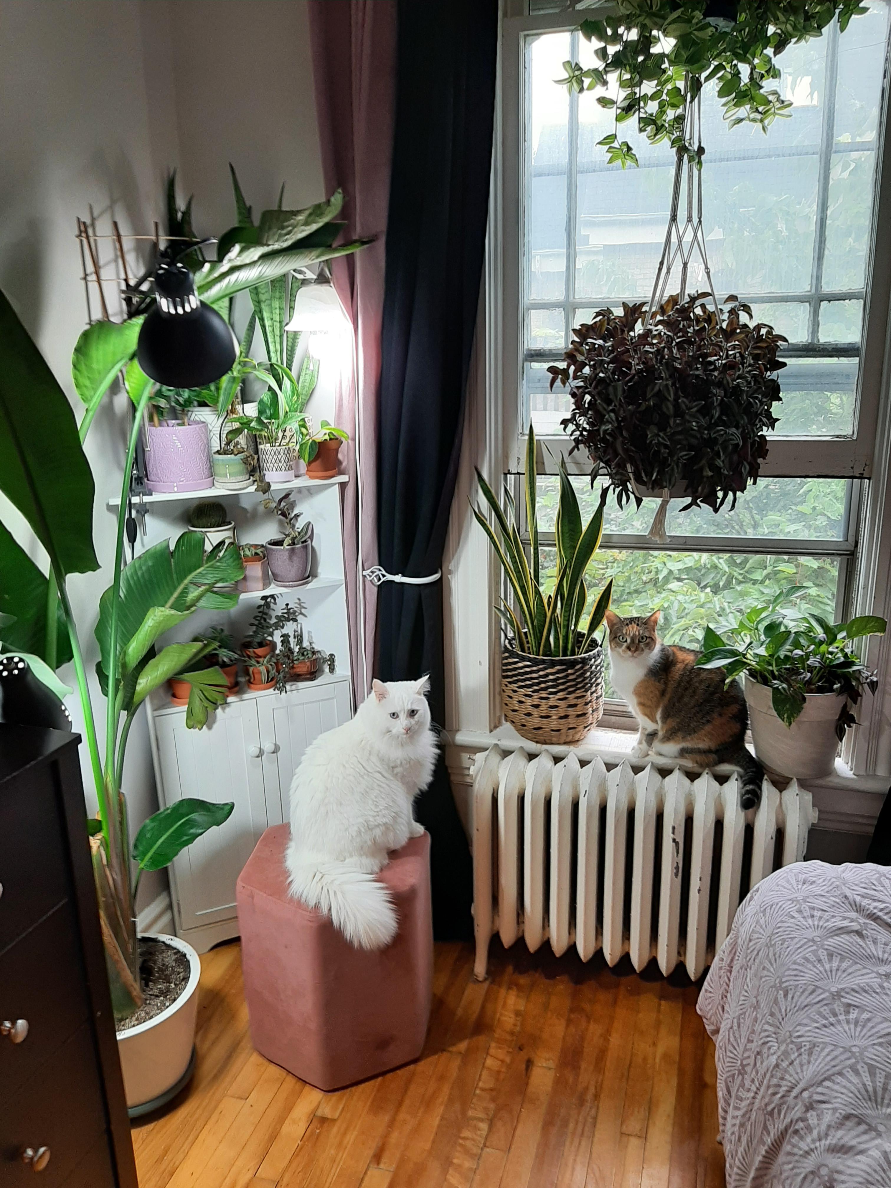 Window AC is out, cats are back in | Scrolller