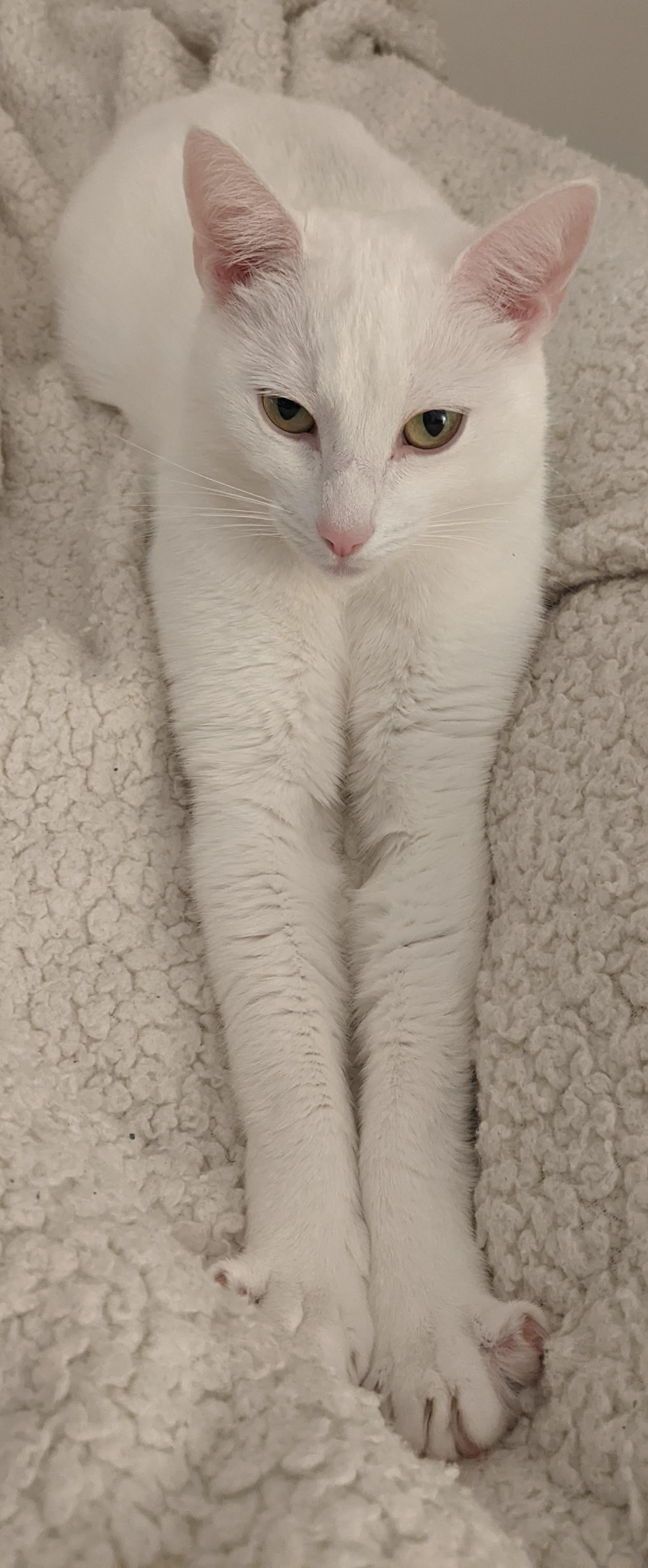 WORLD EXCLUSIVE: Cleo showcases her beautiful and elegant straightened feetsies. | Scrolller