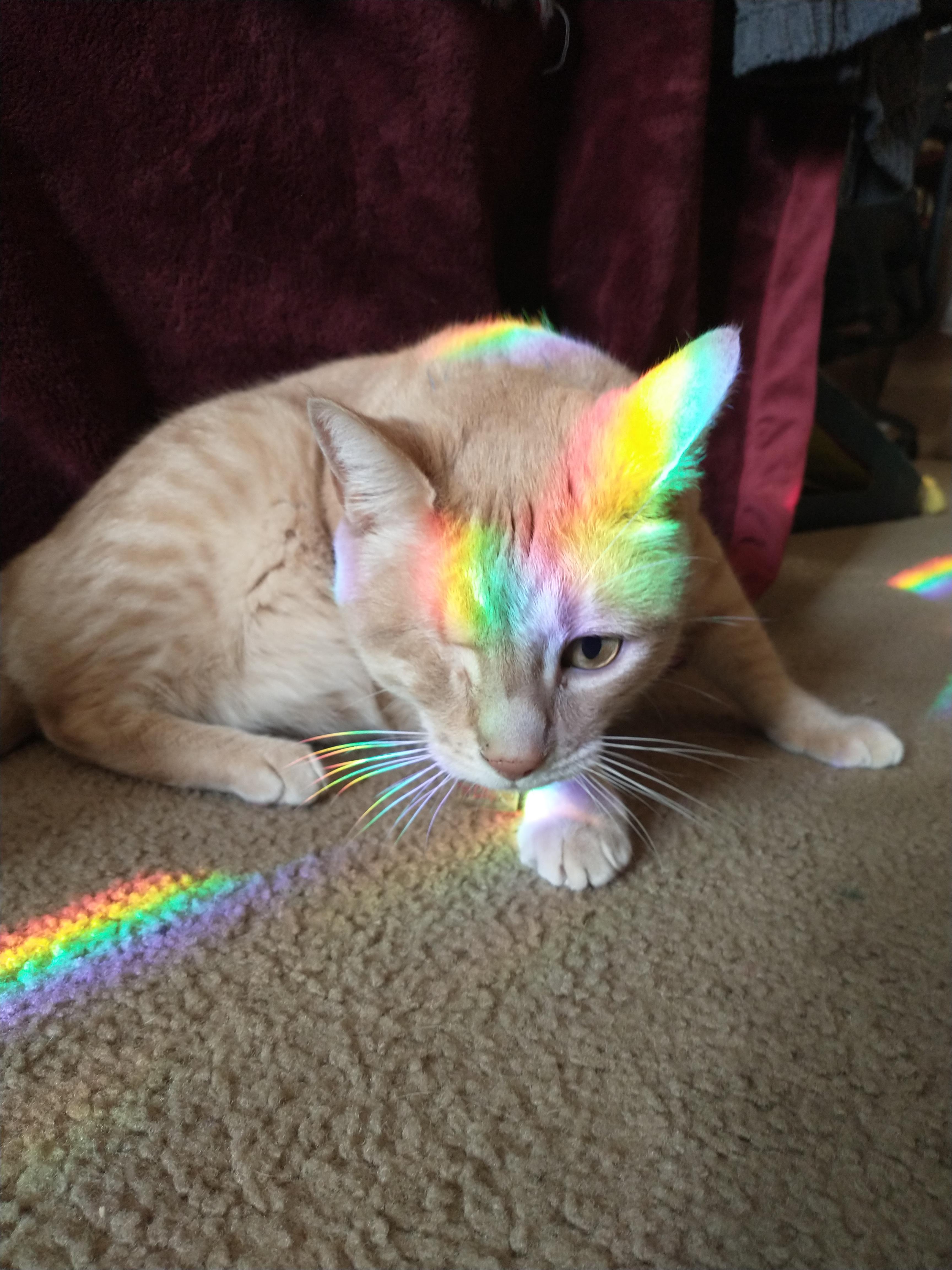 Yarrrr the Dreaded Rainbow Pirate! | Scrolller