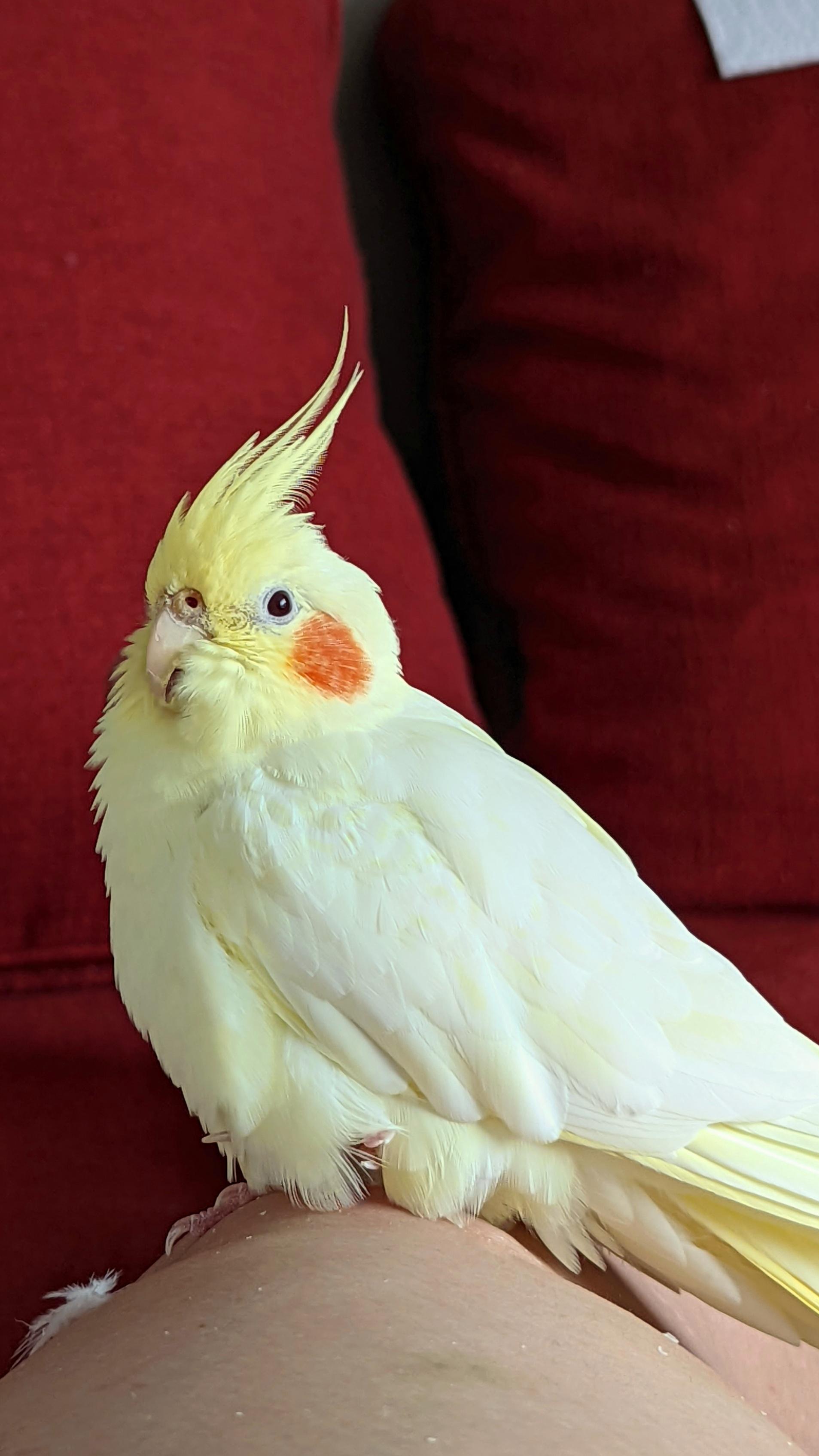 Yellow birb or lemon marshmallow? | Scrolller