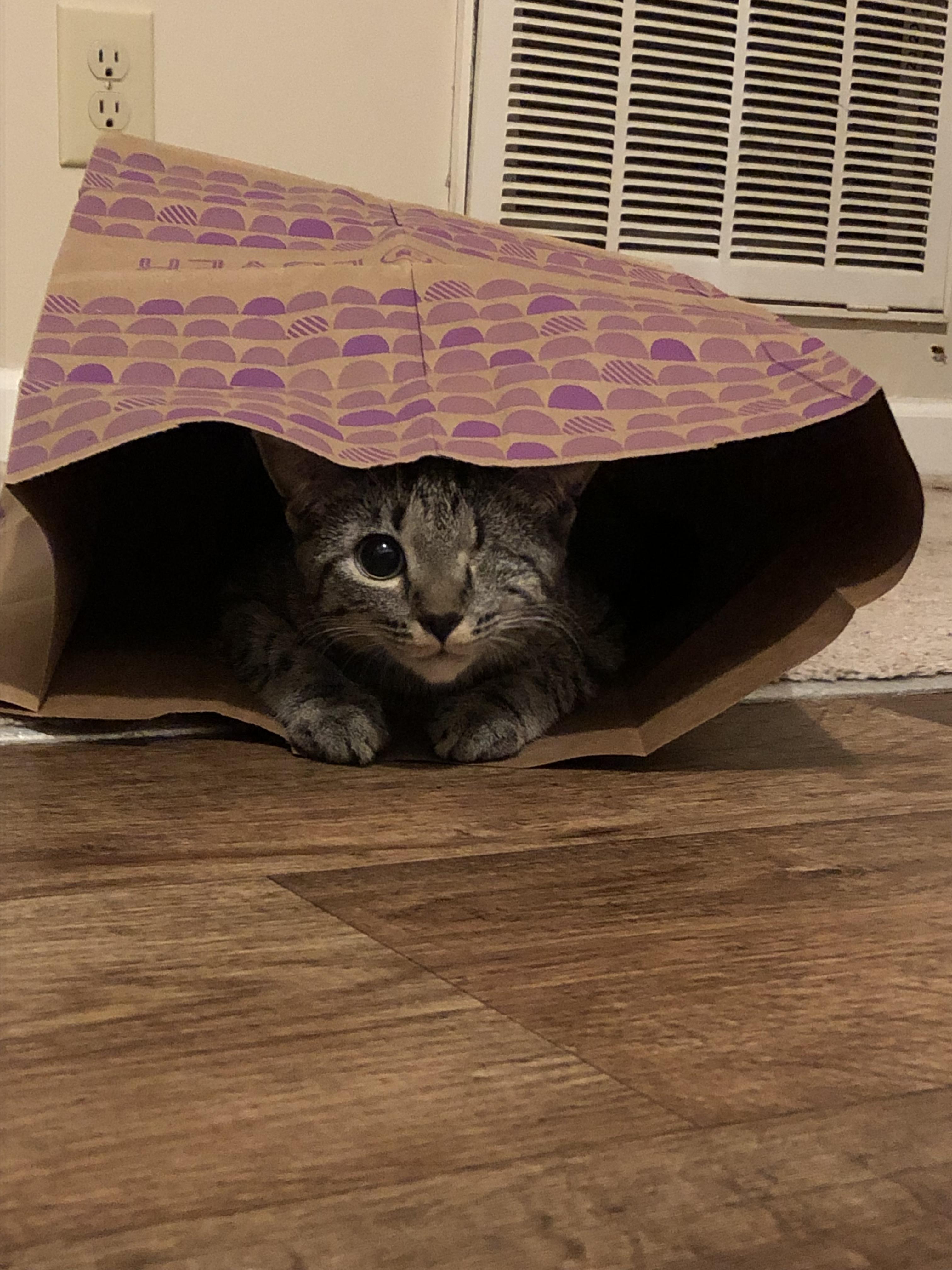 Yoshi Bug. Catnip Bag. | Scrolller