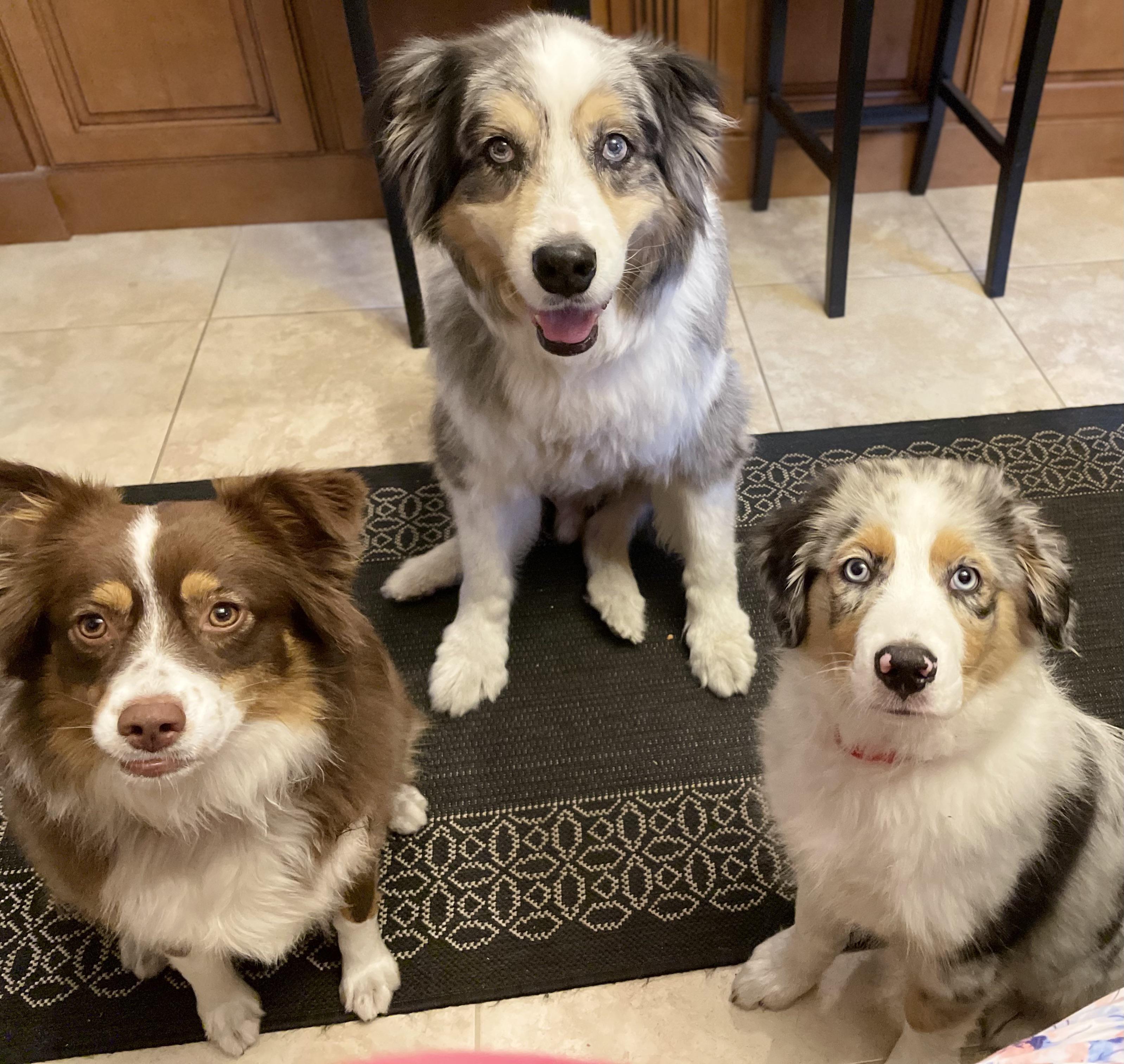 You just can’t have one wiggle butt! | Scrolller