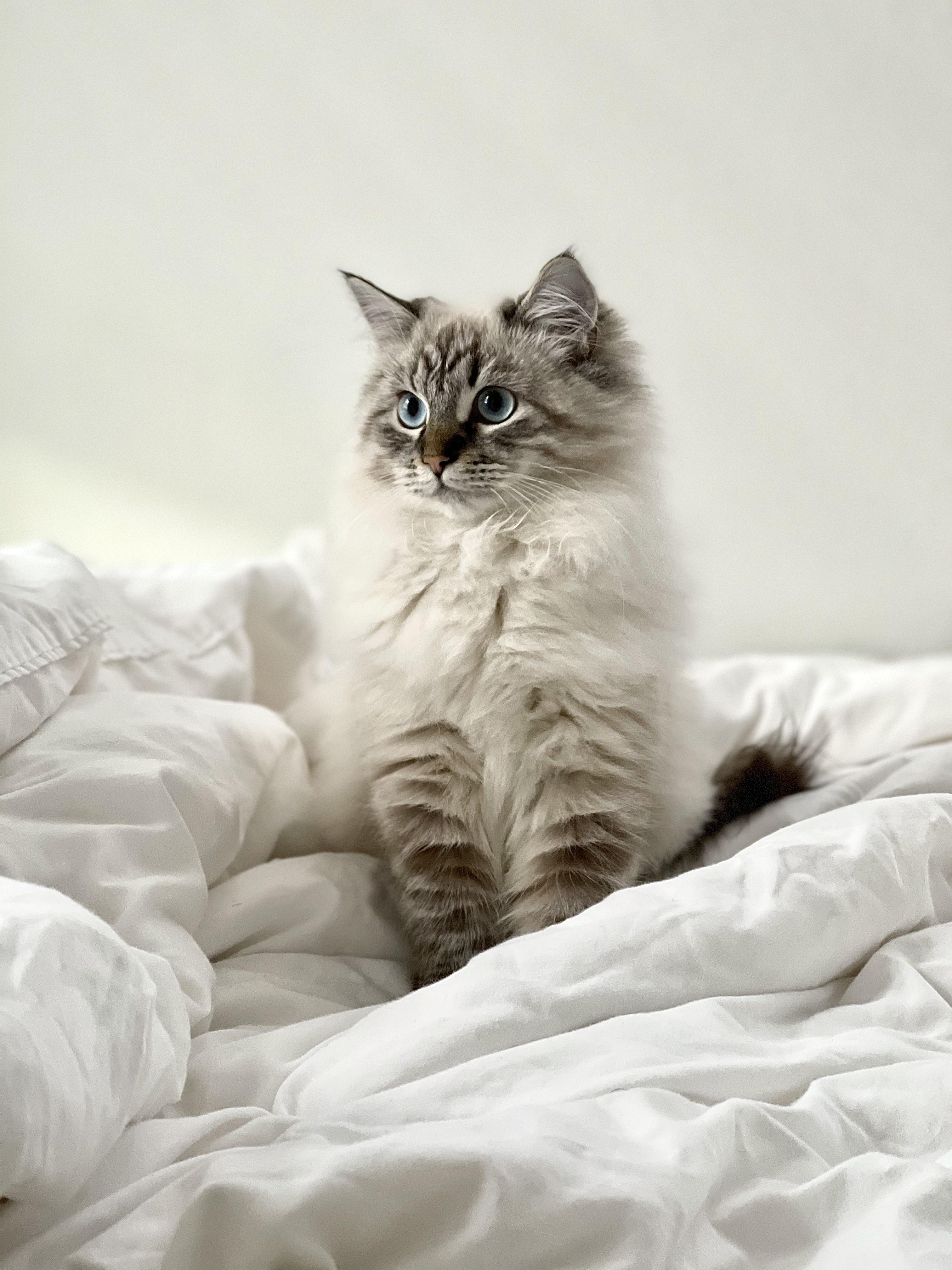 0% BS 100% Fluff | Scrolller