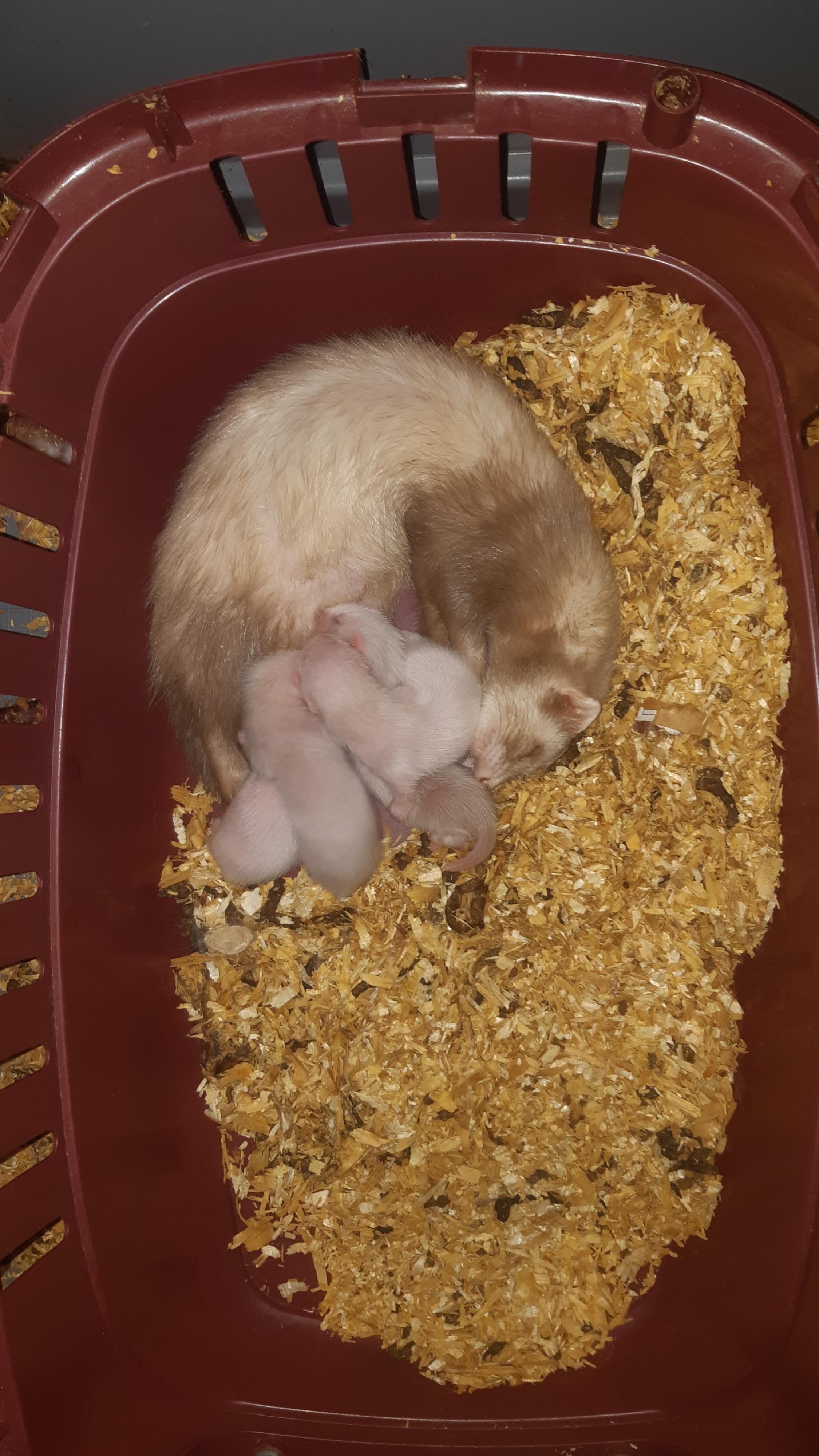 1 of my Ferrets Ehlana and her kits. | Scrolller