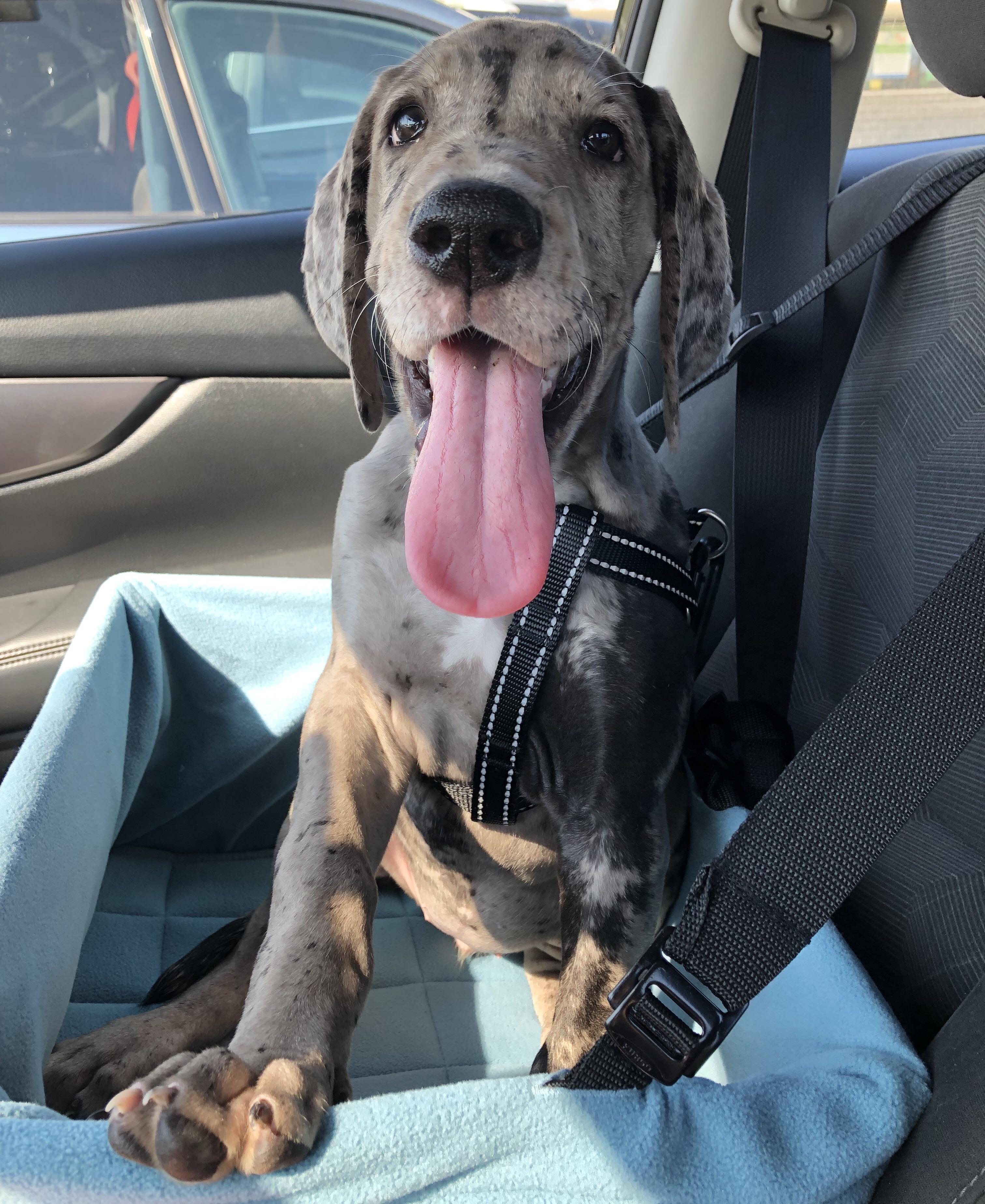 10 Week Old Blue Merle bb | Scrolller