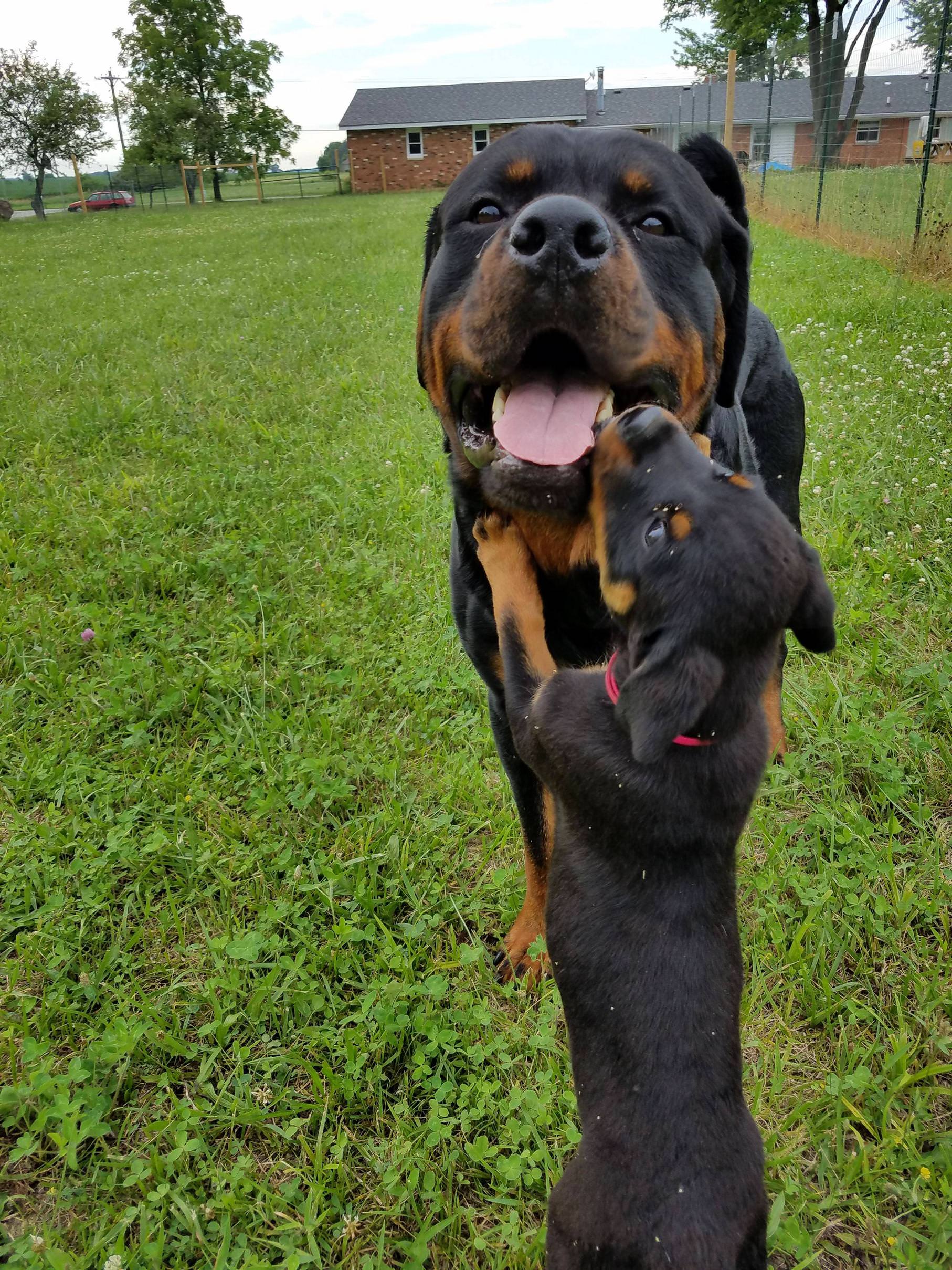 10 week old puppy says good bye to her daddy. Before going to her forever home | Scrolller