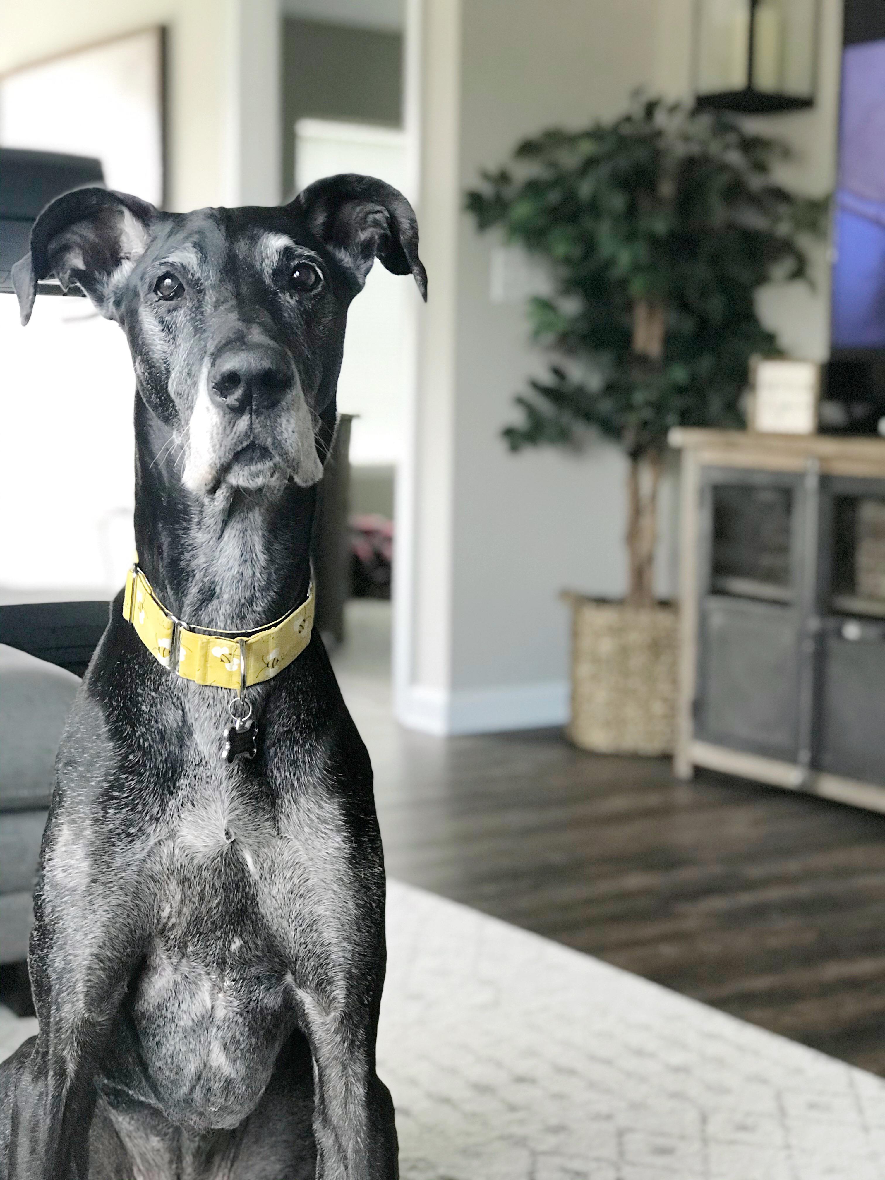 10 year old princess girl, Bella 💛 | Scrolller