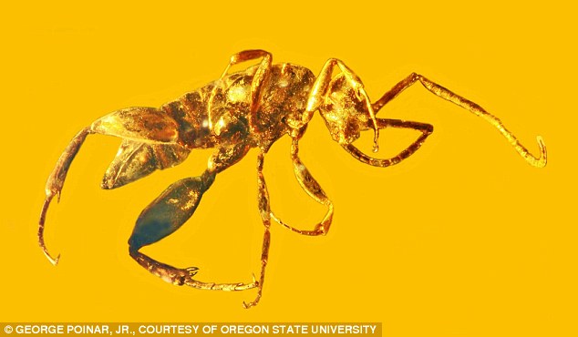 100-million-year-old wingless wasp preserved in amber is the only known specimen of its kind ...